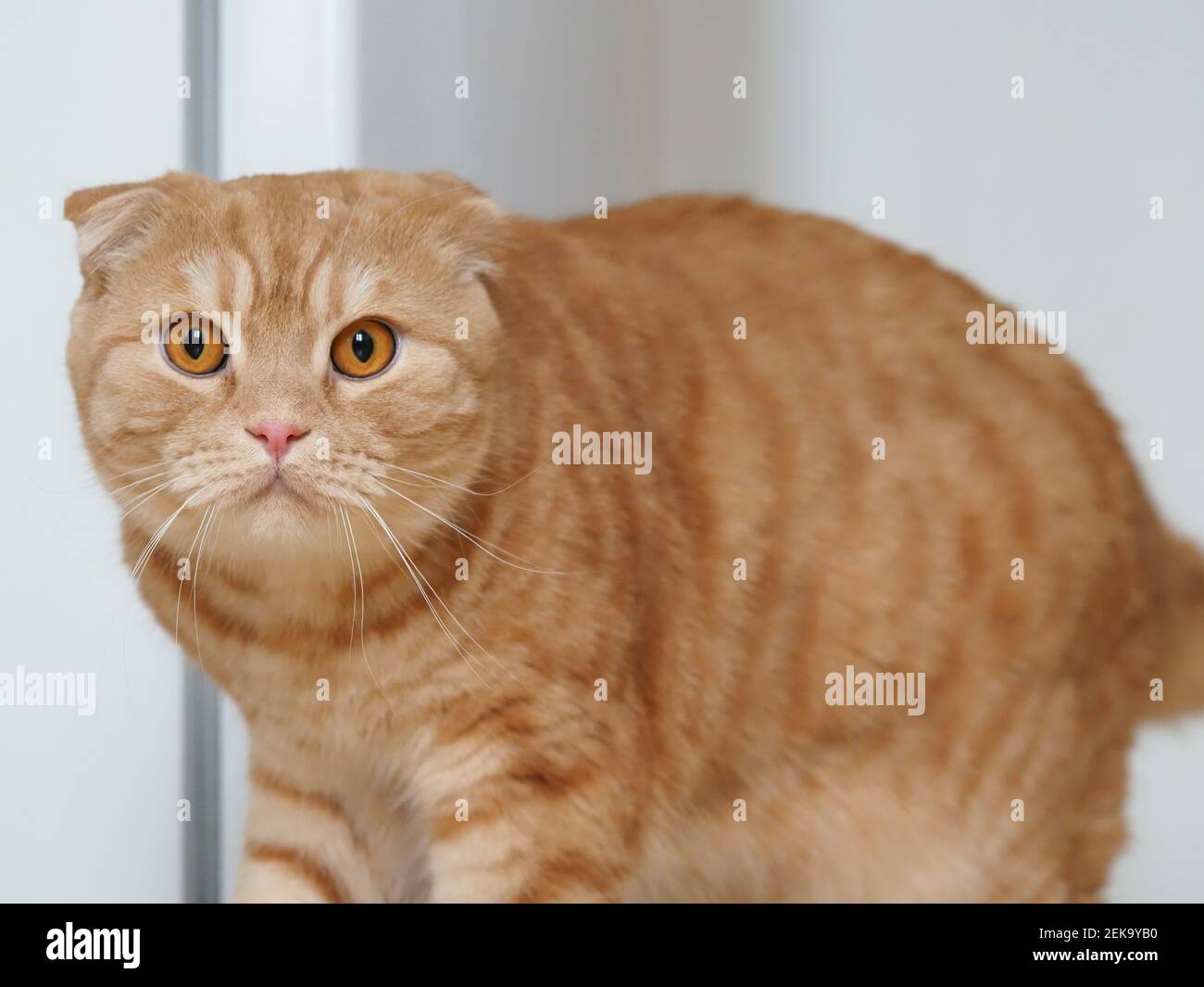 scottish fold red cat at home Stock Photo - Alamy