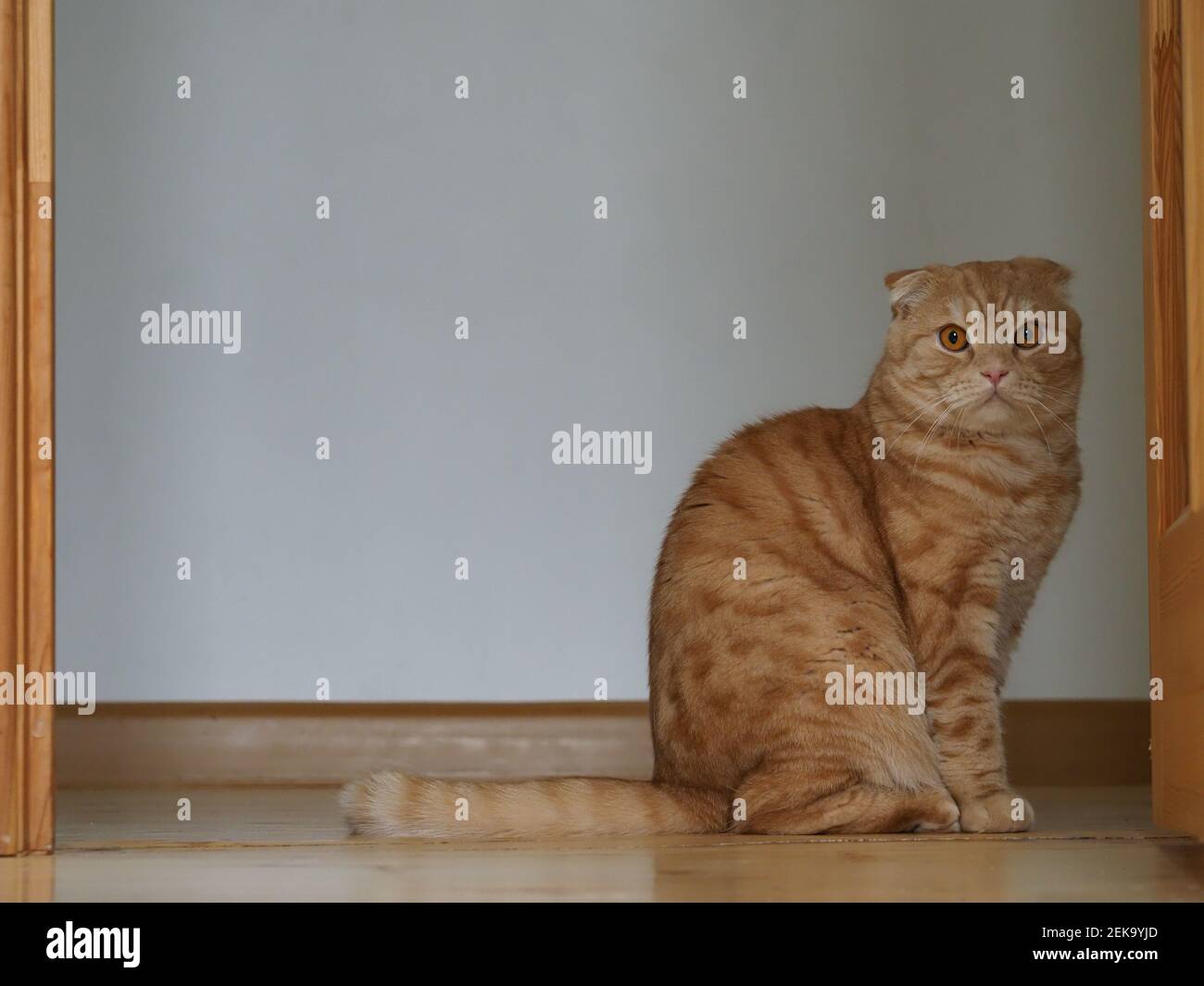 scottish fold red cat at home Stock Photo - Alamy