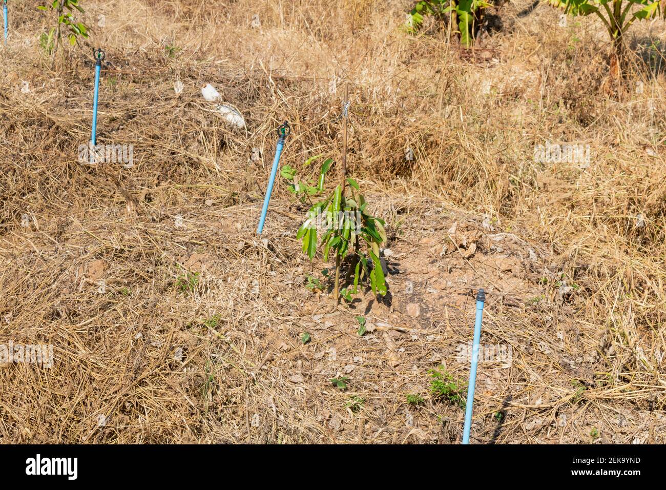 Small durian tree was grown in the dried grass field in the countryside ...