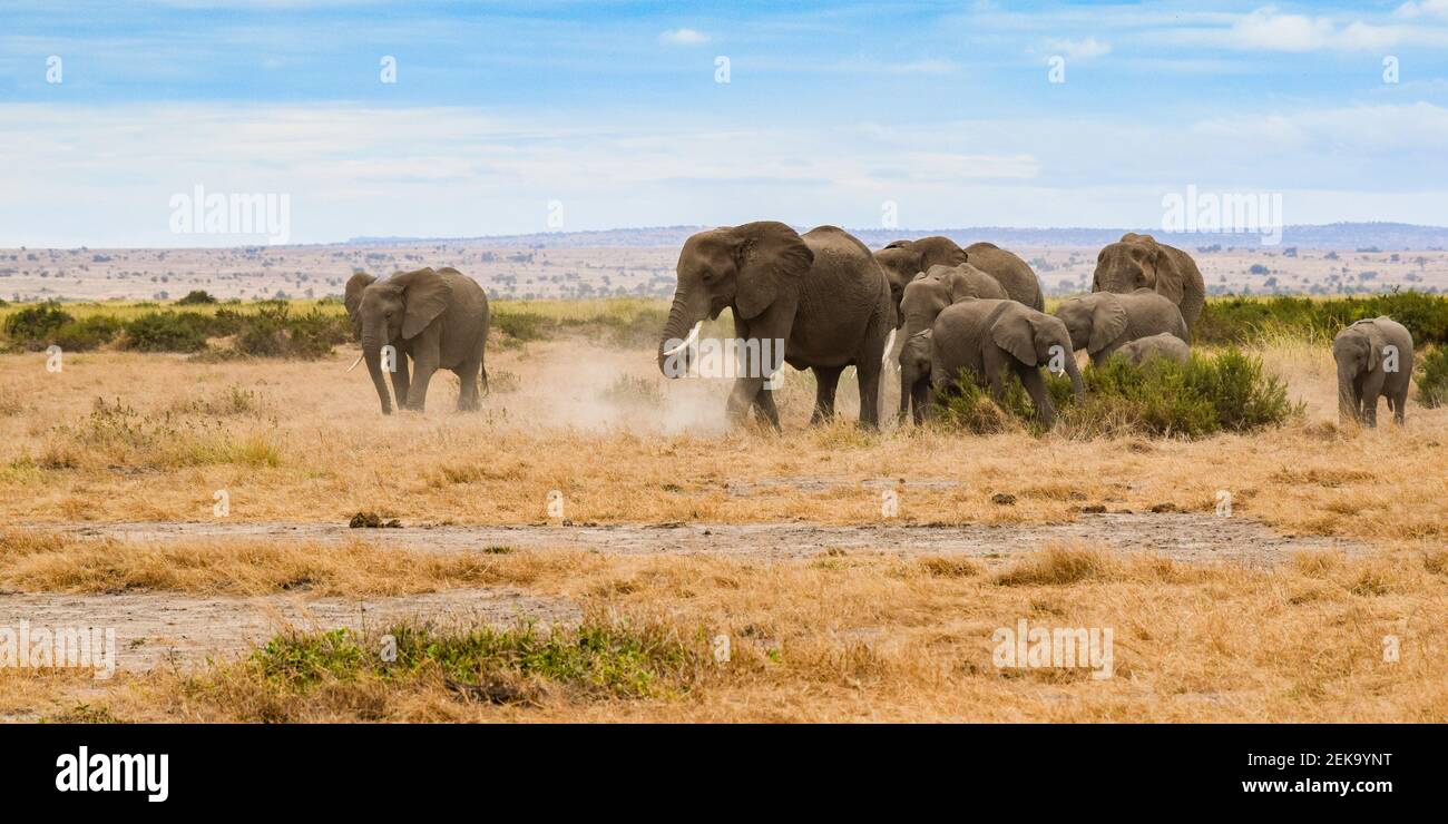 Migration elephants in amboseli hi-res stock photography and images - Alamy
