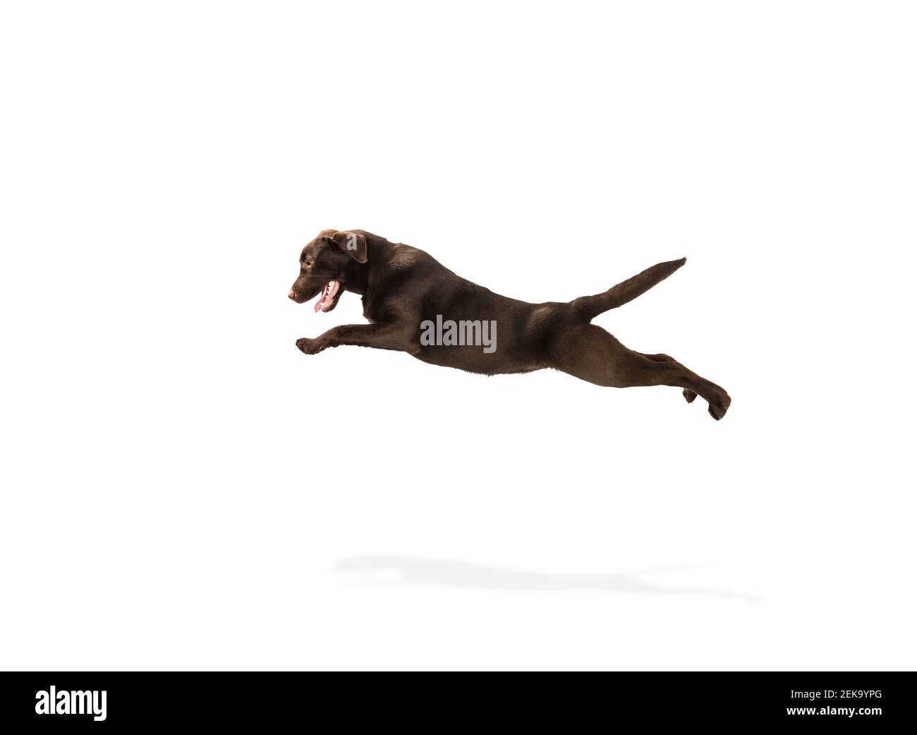 Flying. The brown, chocolate labrador retriever playing on white studio ...