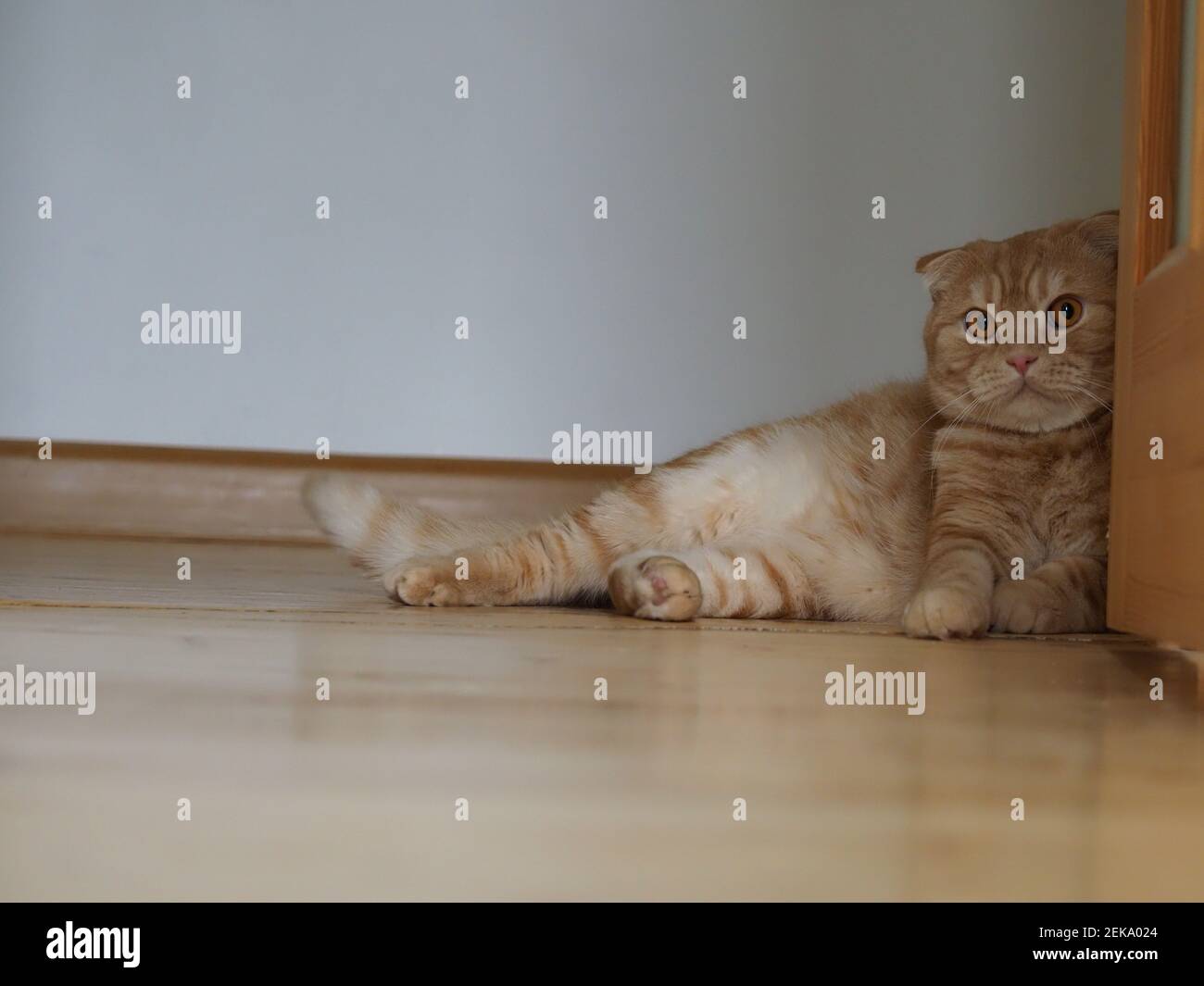 scottish fold red cat at home Stock Photo - Alamy