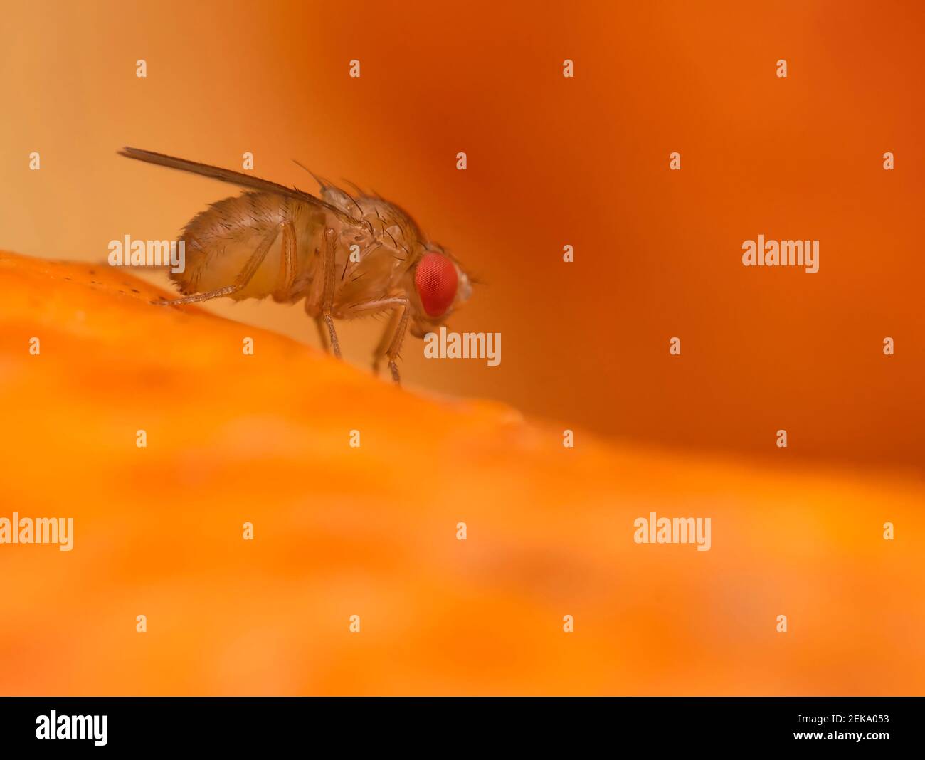 Fruit fly control hi-res stock photography and images - Alamy