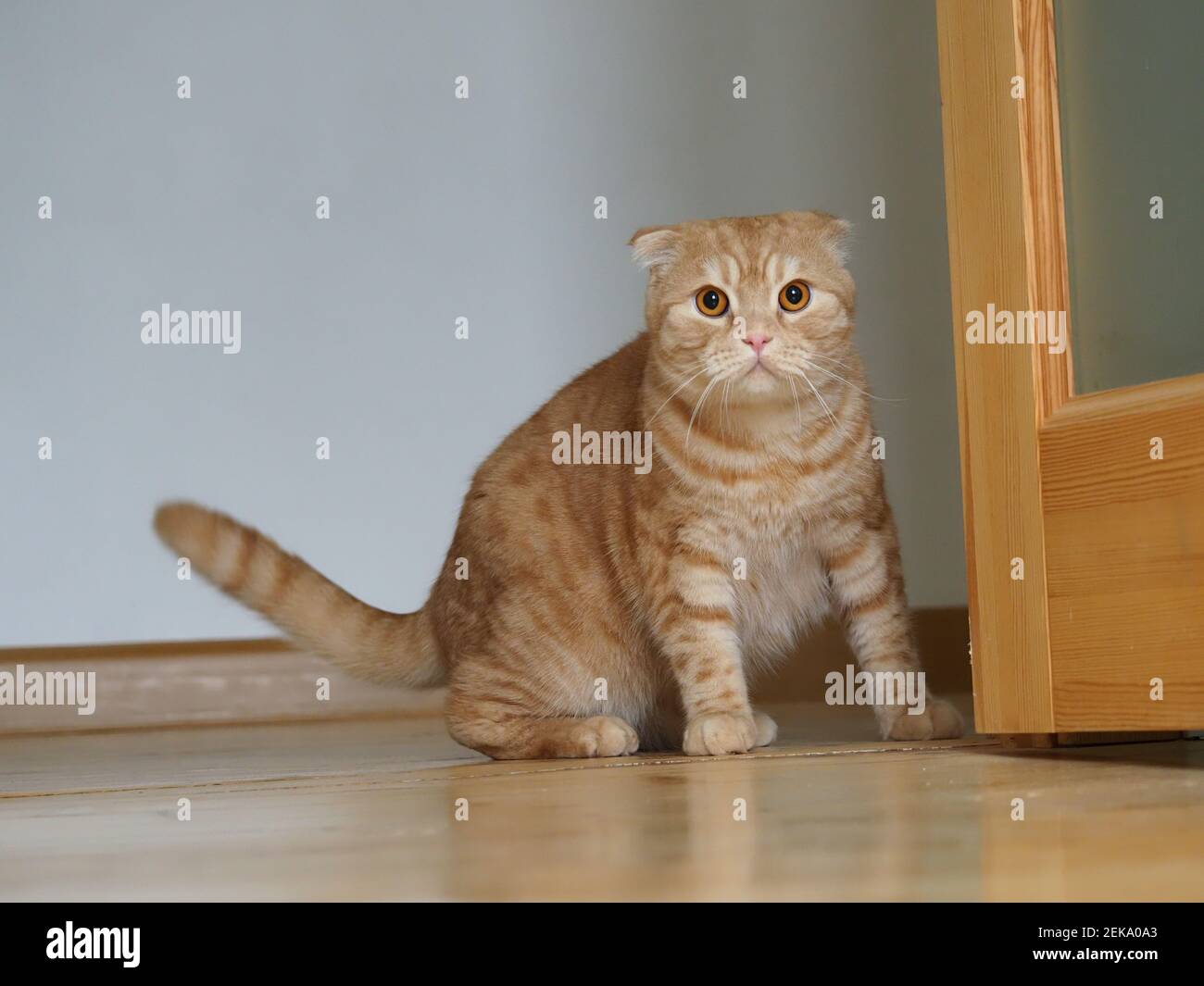 scottish fold red cat at home Stock Photo - Alamy