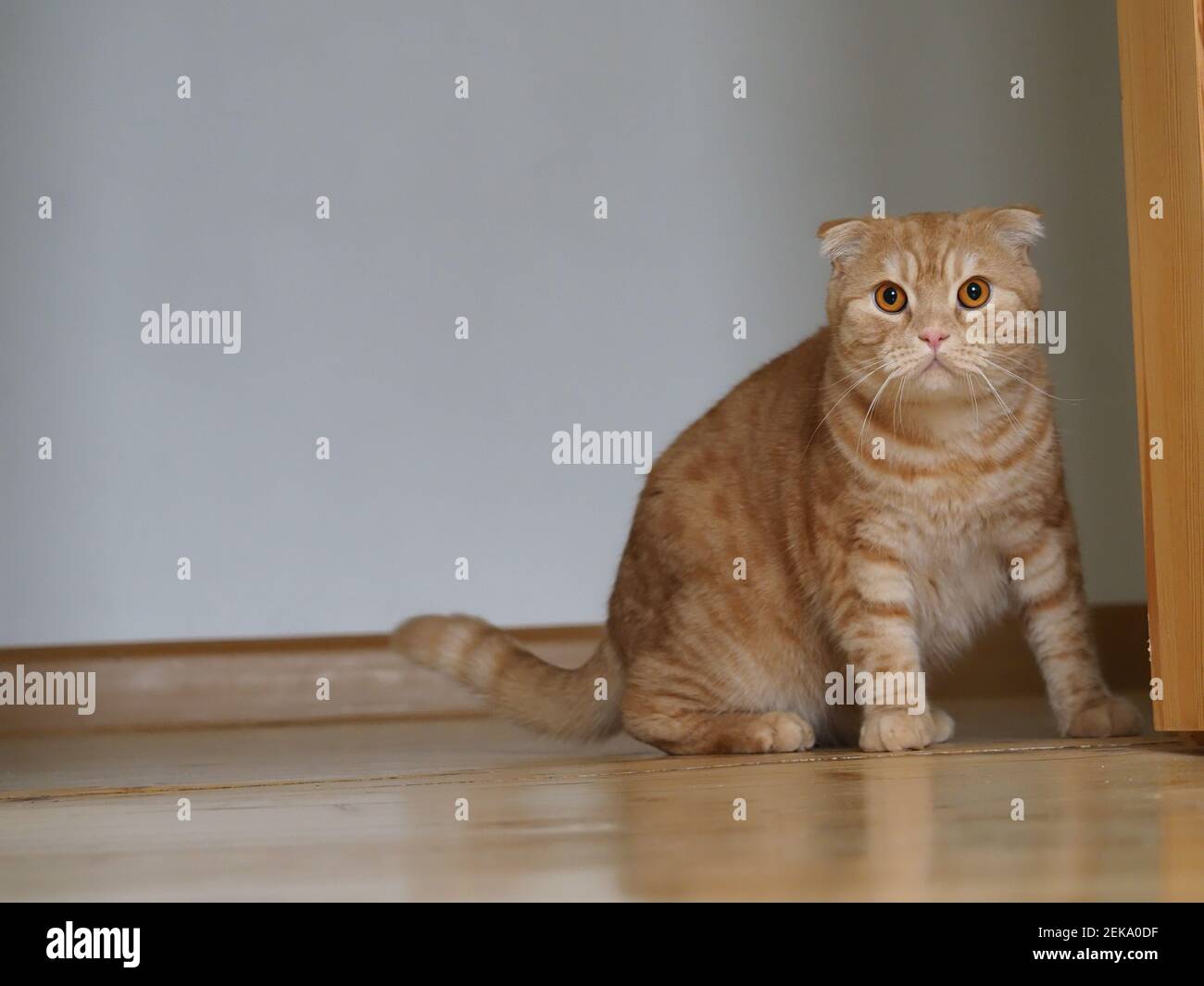 scottish fold red cat at home Stock Photo - Alamy