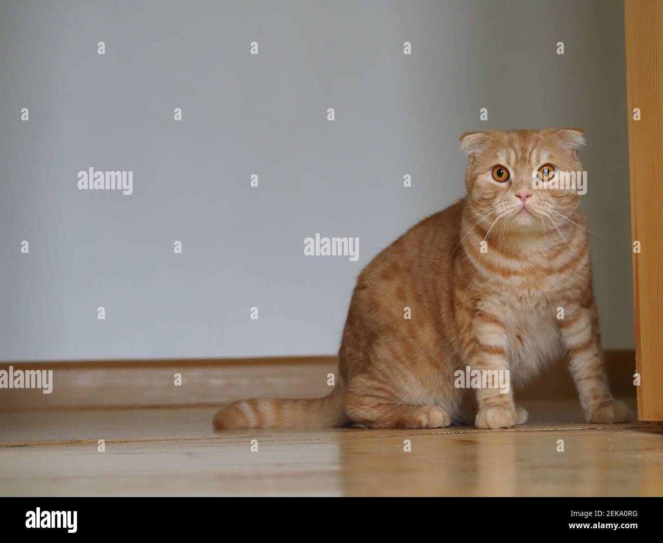 scottish fold red cat at home Stock Photo - Alamy