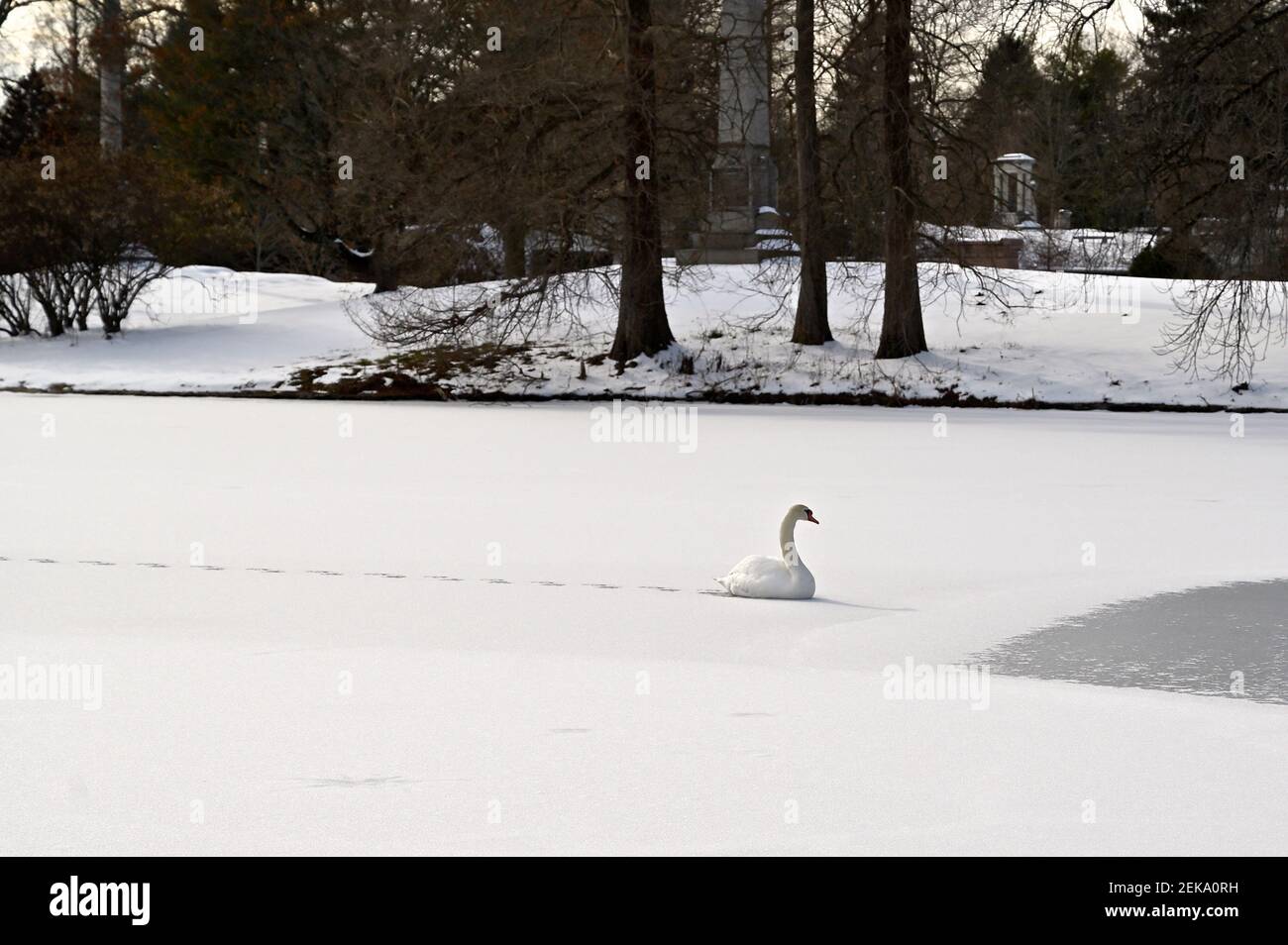 Snow in Spring Grove Stock Photo - Alamy
