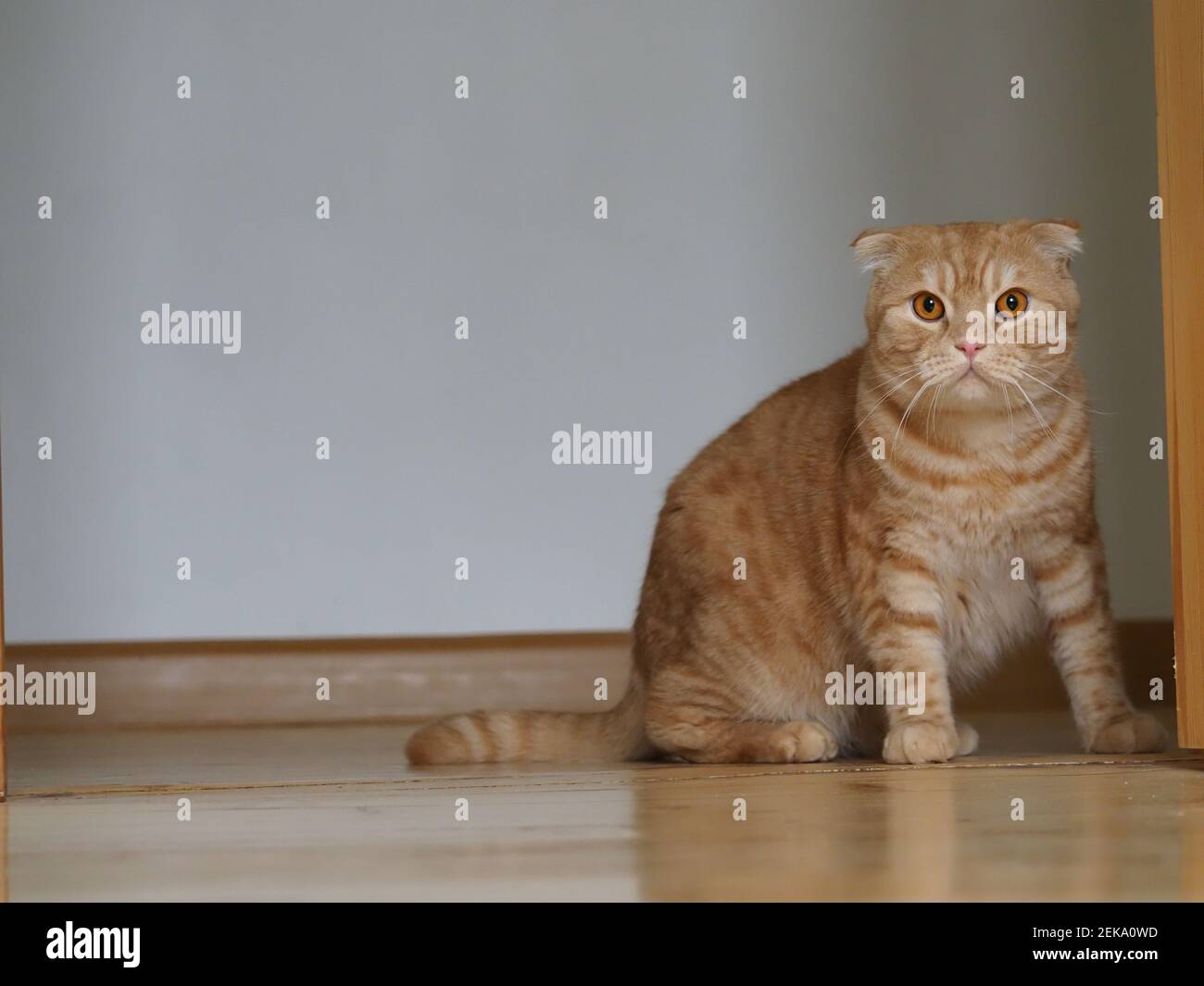 scottish fold red cat at home Stock Photo - Alamy