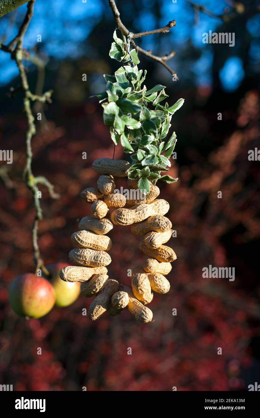 Peanuts threaded on wire for birds hanging on tree branch Stock Photo ...