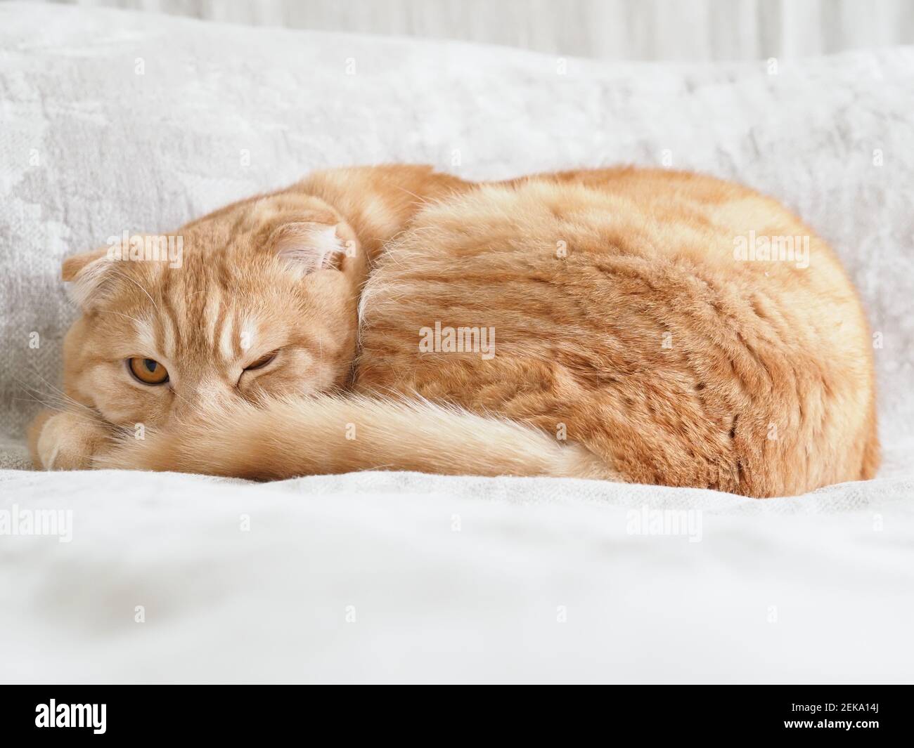 scottish fold red cat at home Stock Photo - Alamy