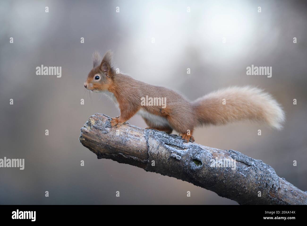 Squirrel sitting hi-res stock photography and images - Alamy