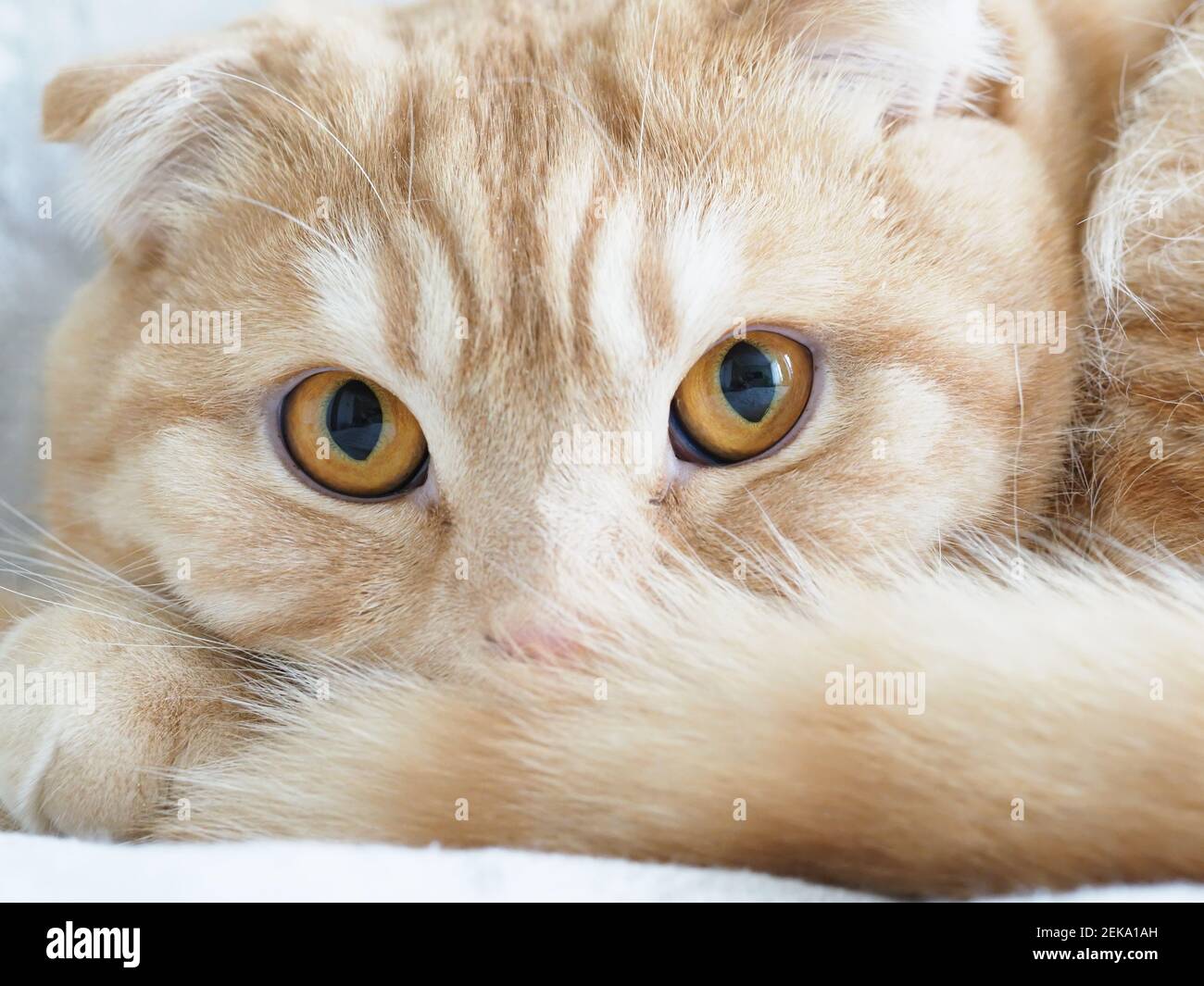 scottish fold red cat at home Stock Photo - Alamy