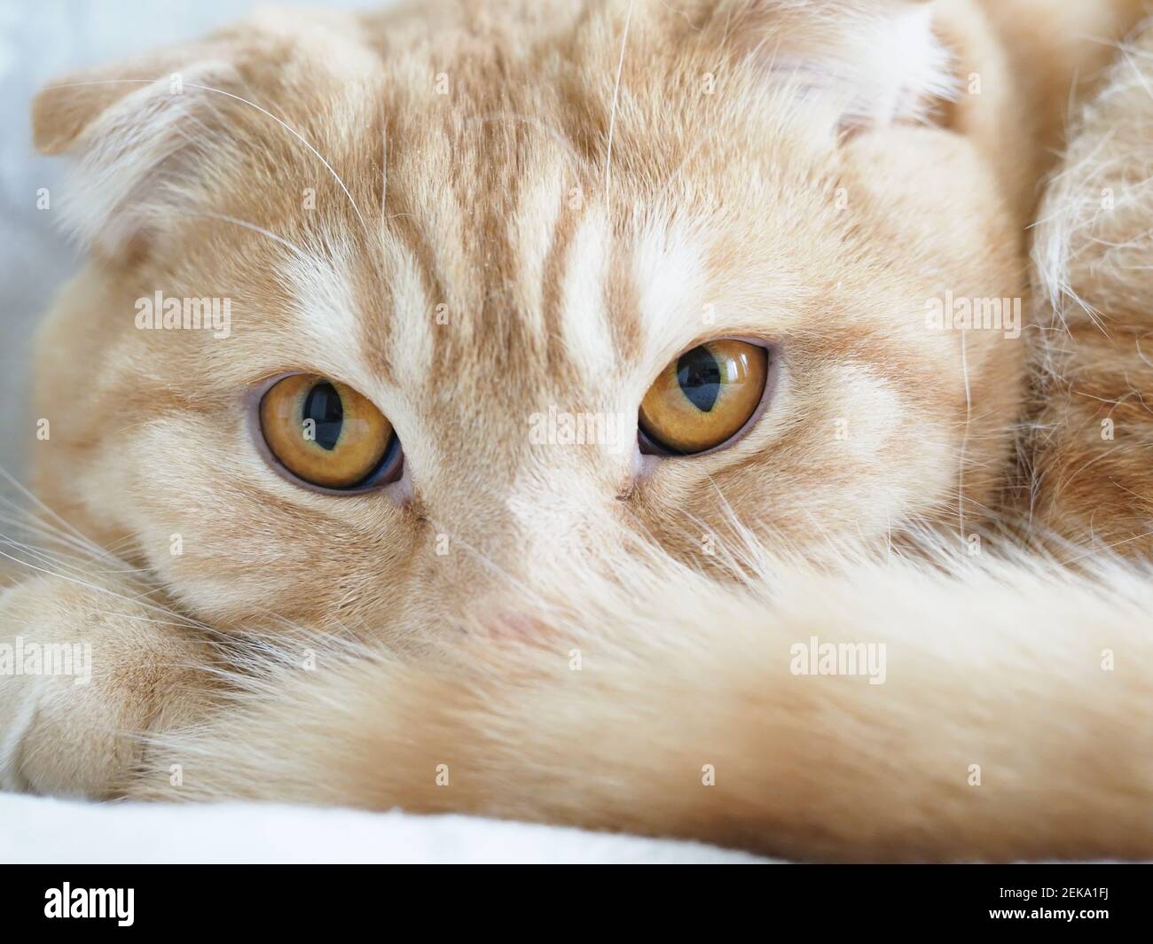 scottish fold red cat at home Stock Photo - Alamy