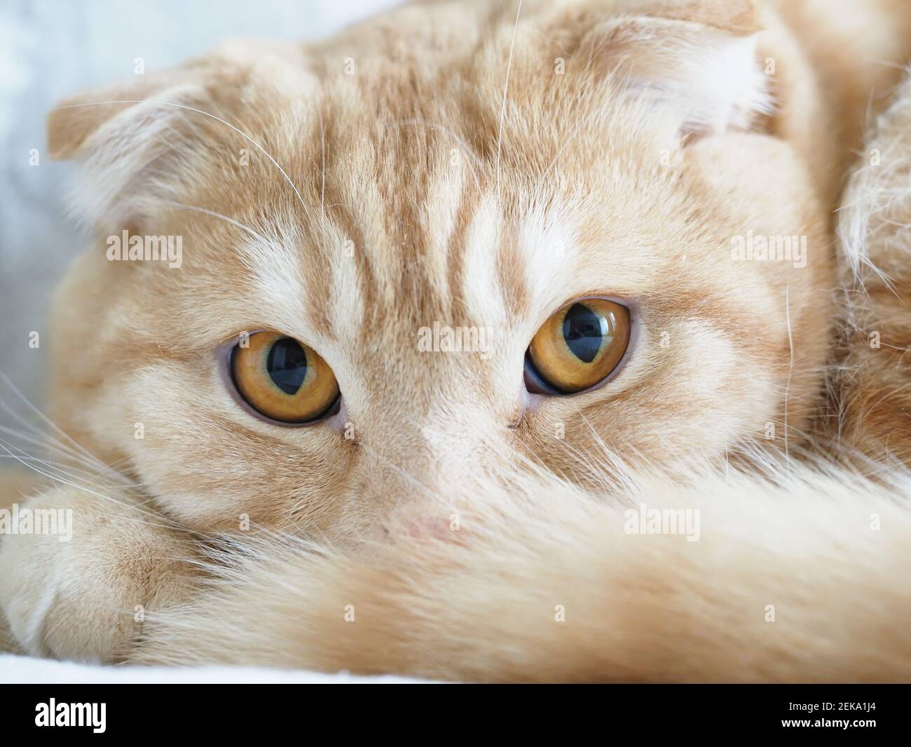 scottish fold red cat at home Stock Photo - Alamy