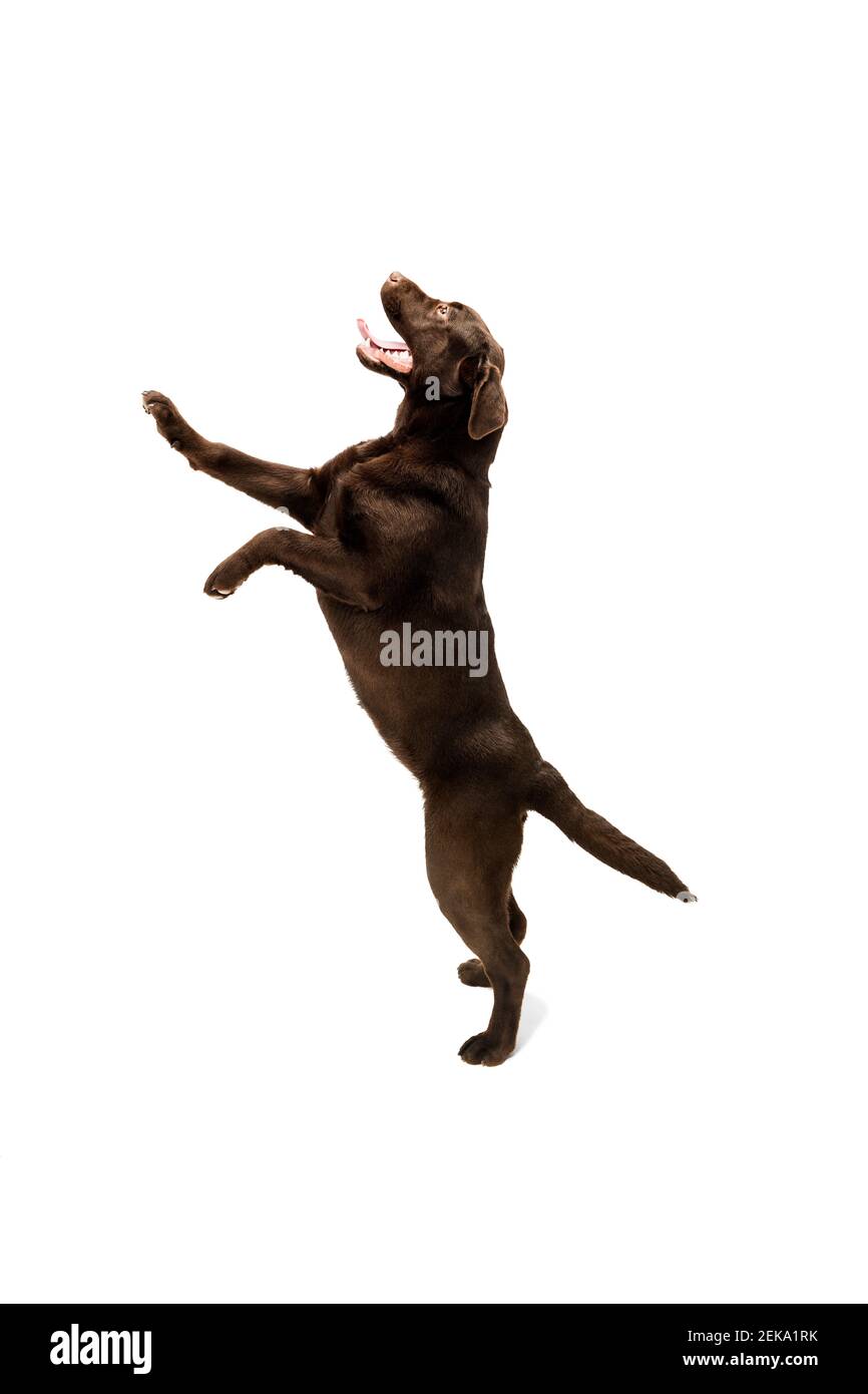 Standing. The brown, chocolate labrador retriever playing on white ...