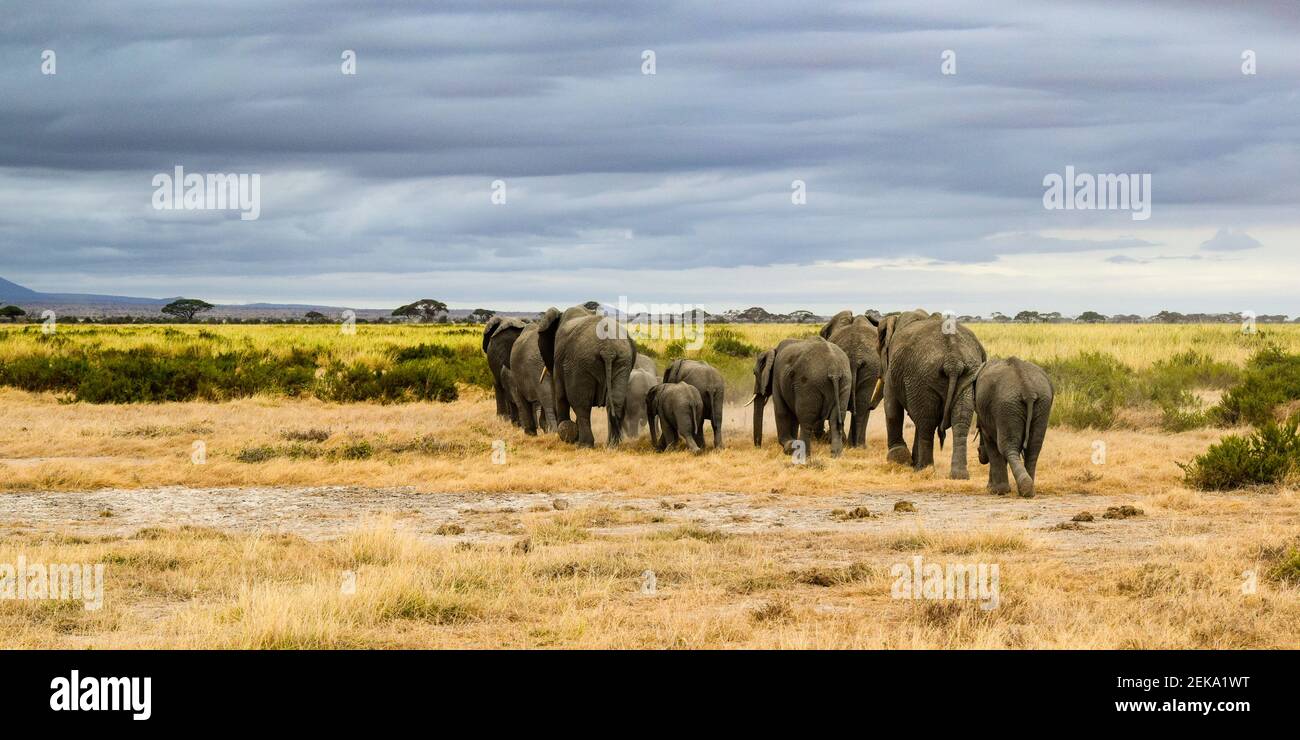 migration of elephants in amboseli park Stock Photo - Alamy