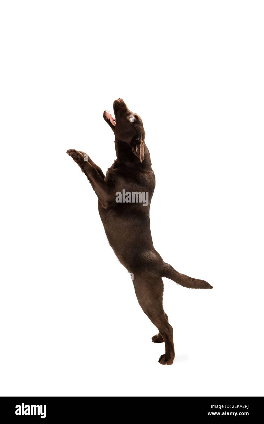 Standing. The brown, chocolate labrador retriever playing on white ...