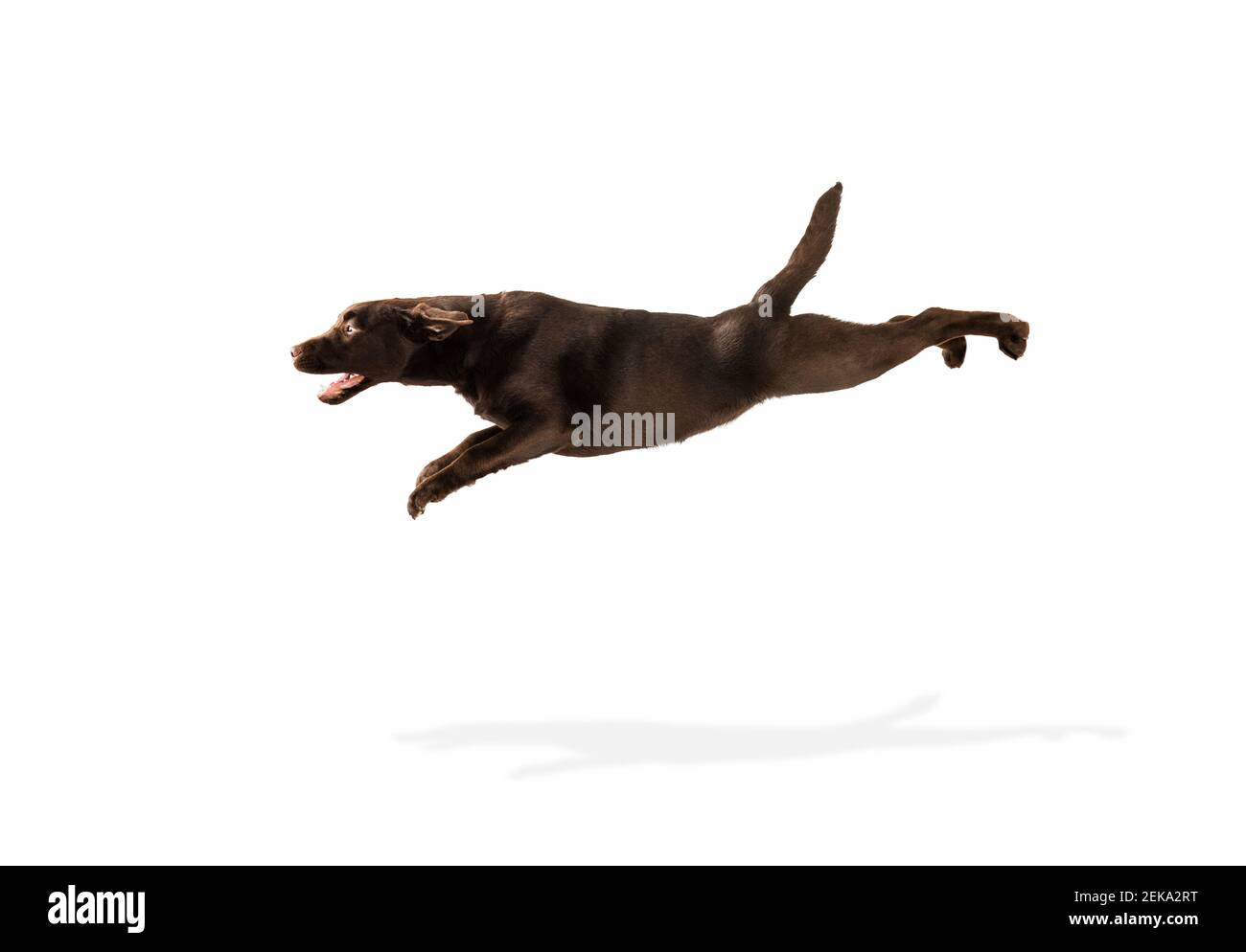 Flying. The brown, chocolate labrador retriever playing on white studio ...