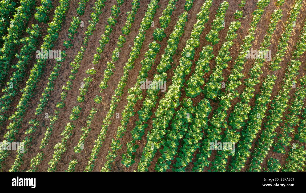 Aerial view of field at sunset Stock Photo - Alamy