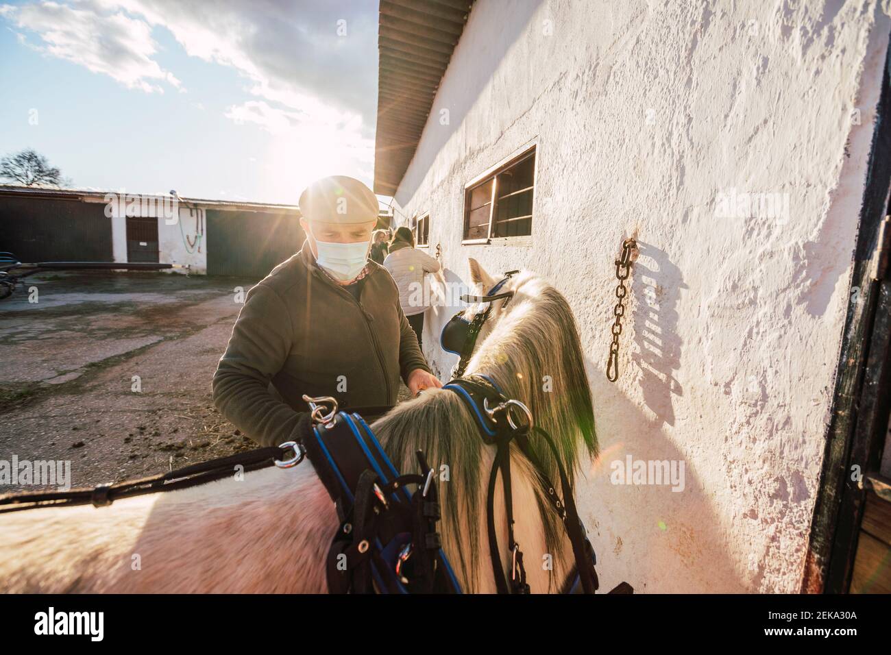 Expertise wearing face mask standing by horse at stable Stock Photo - Alamy
