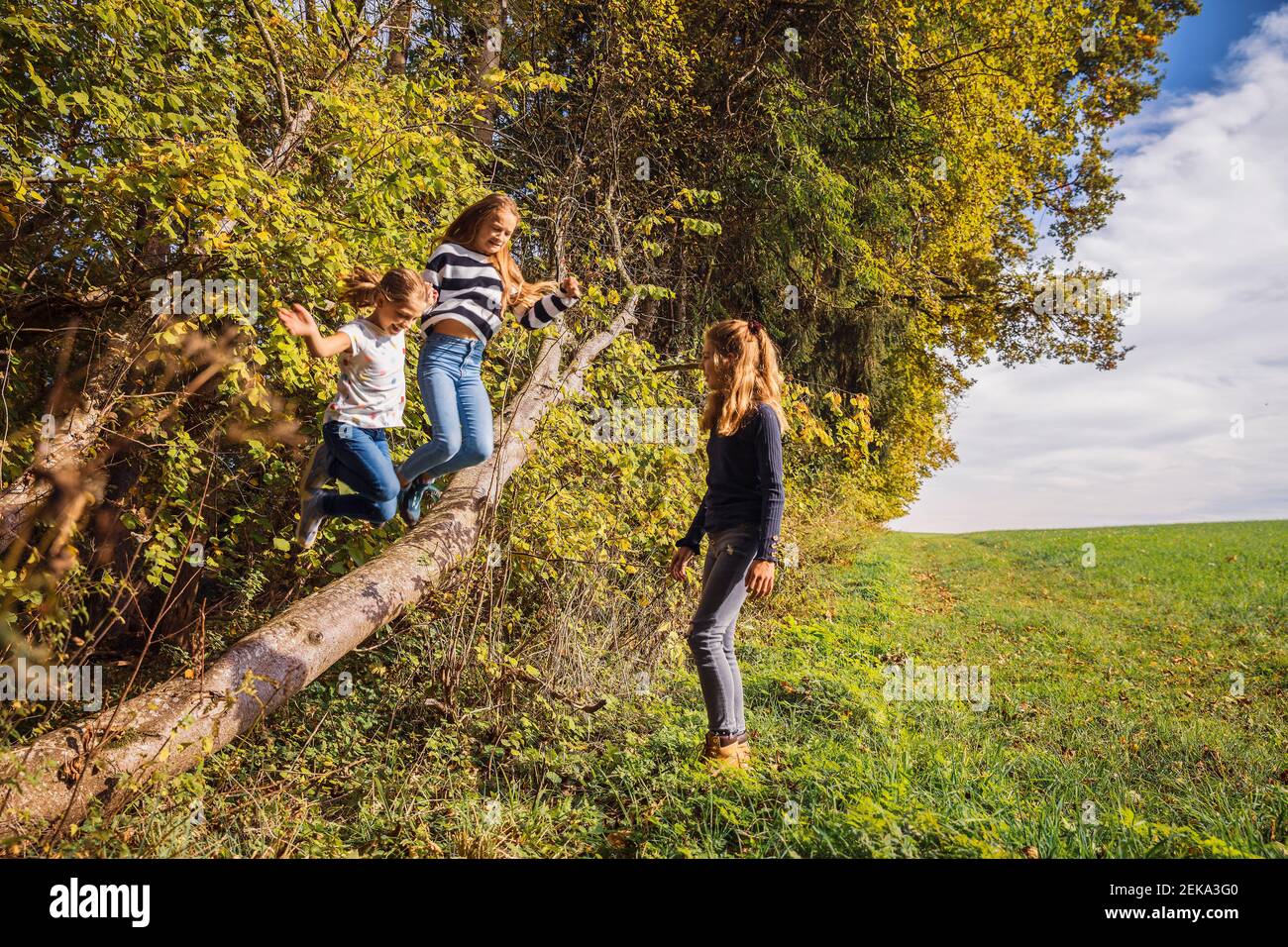 Girls holding hands while jumping from tree by friend standing at farm ...