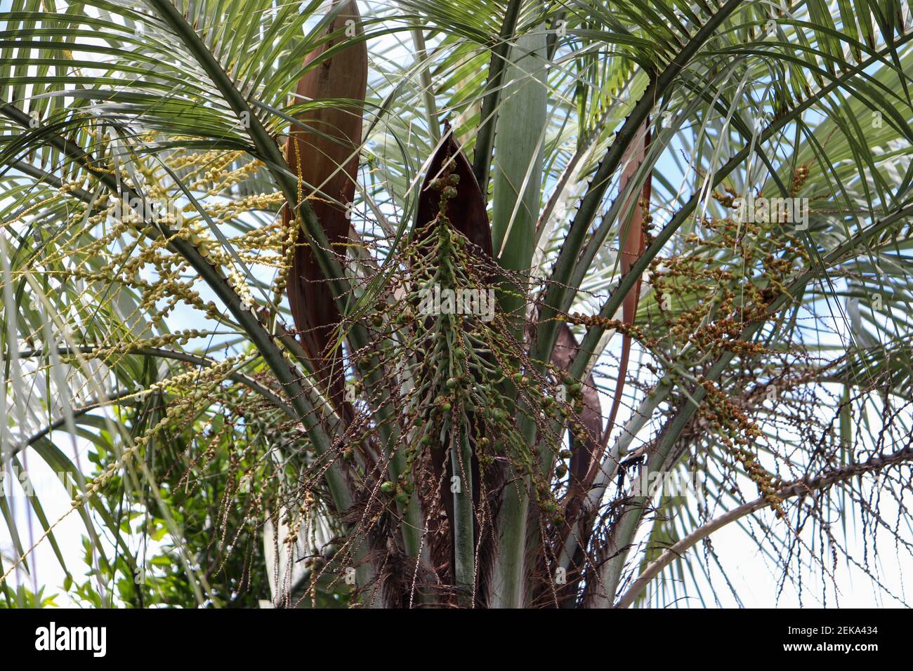 Butia hi-res stock photography and images - Alamy
