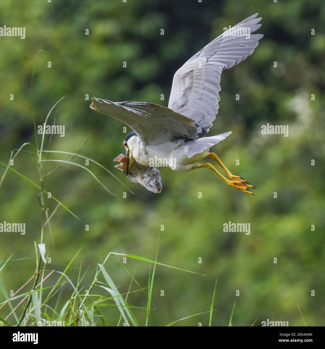 NANNING, CHINA - JULY 19, 2020 - The night heron catches fish. Nanning ...