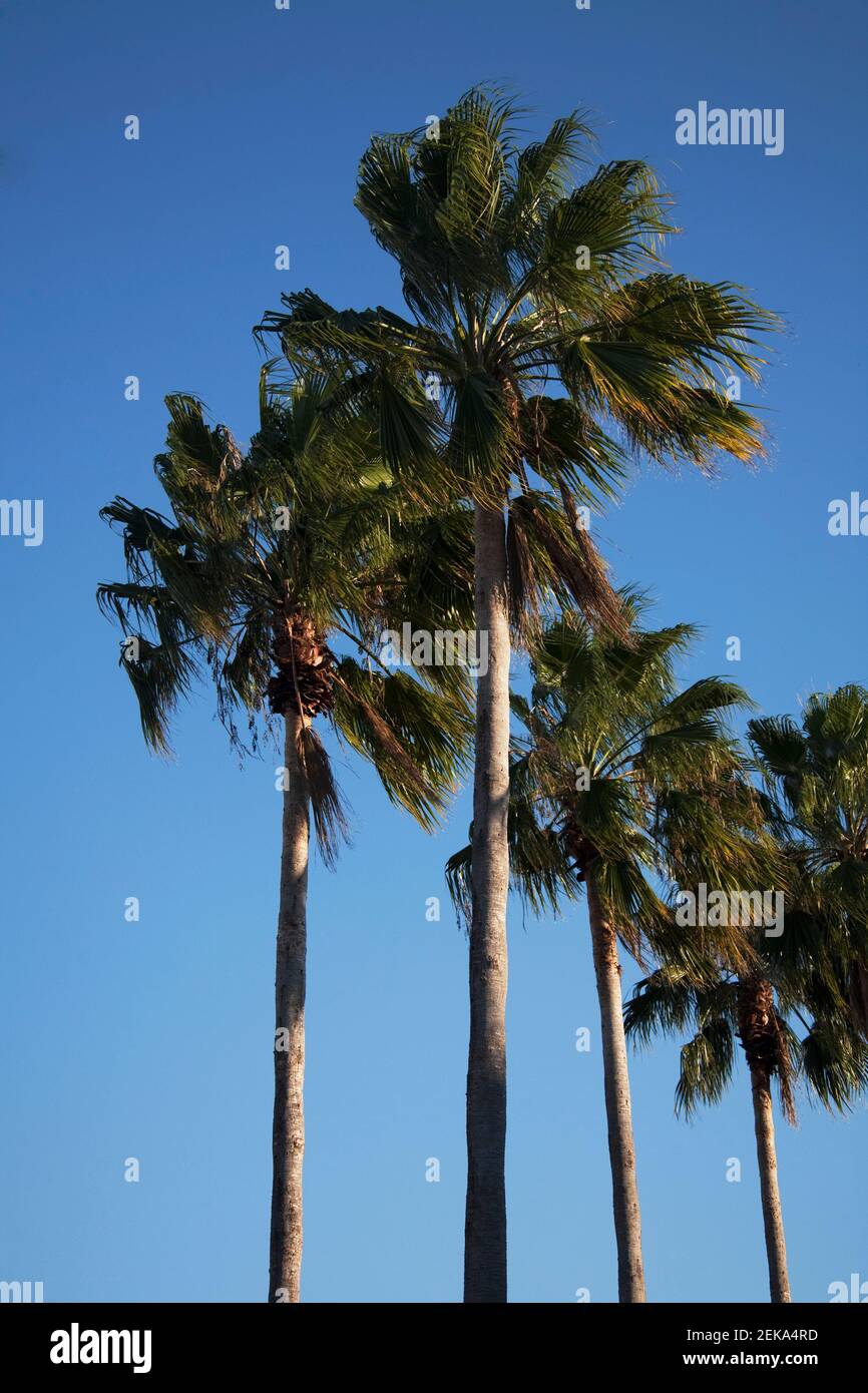 Palm trees wind miami hi-res stock photography and images - Alamy