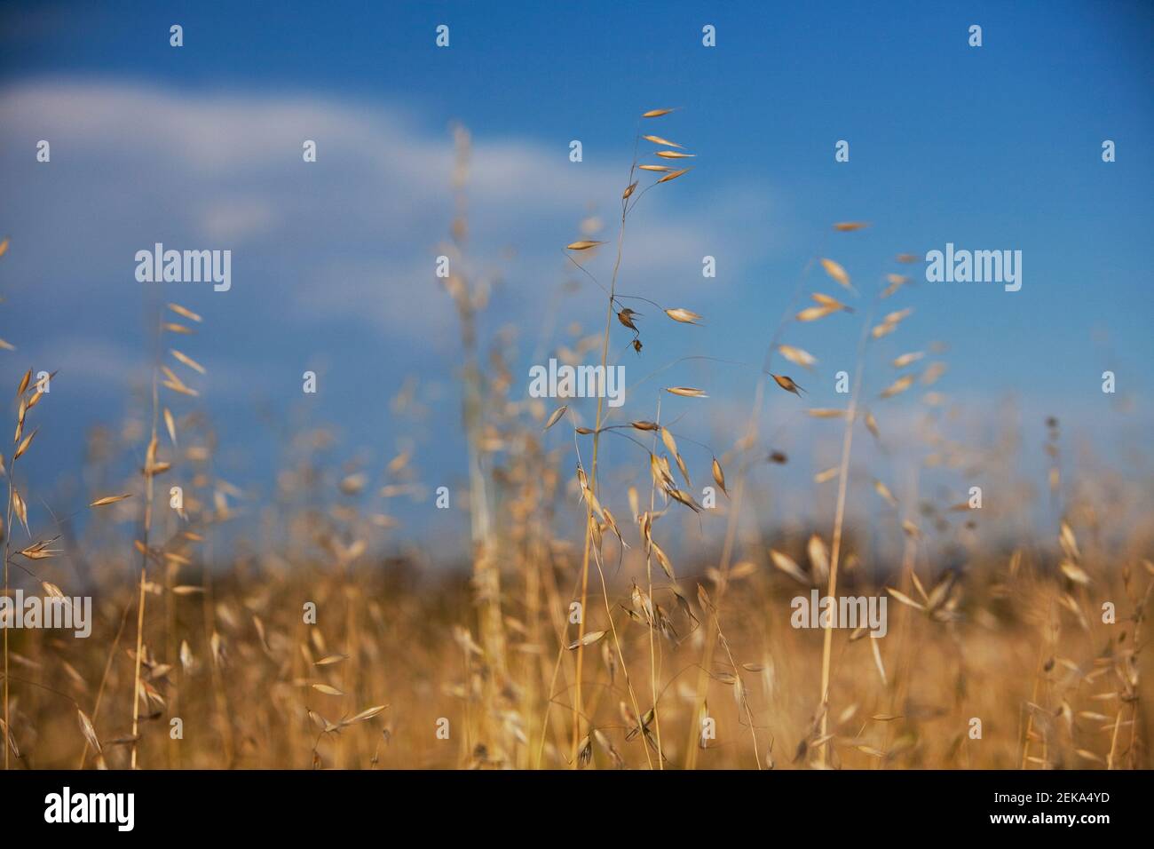 Reeds on the beach, Miami Beach, Florida, USA Stock Photo - Alamy