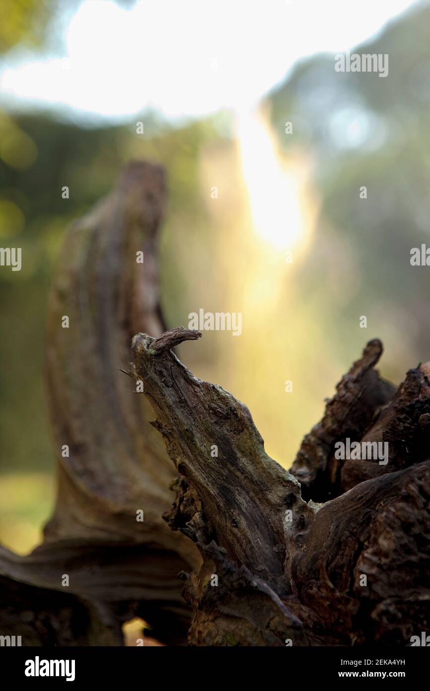 Root of an uprooted tree Stock Photo - Alamy
