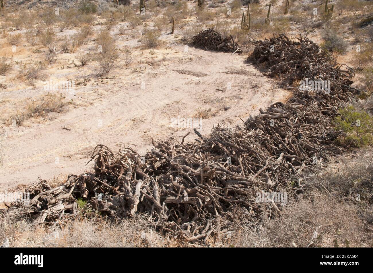 Clearing of native vegetation for agriculture, Cordillera de los Andes ...