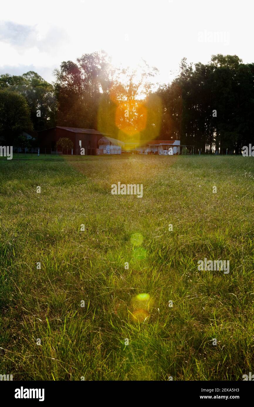 Sunlight over grass Stock Photo - Alamy