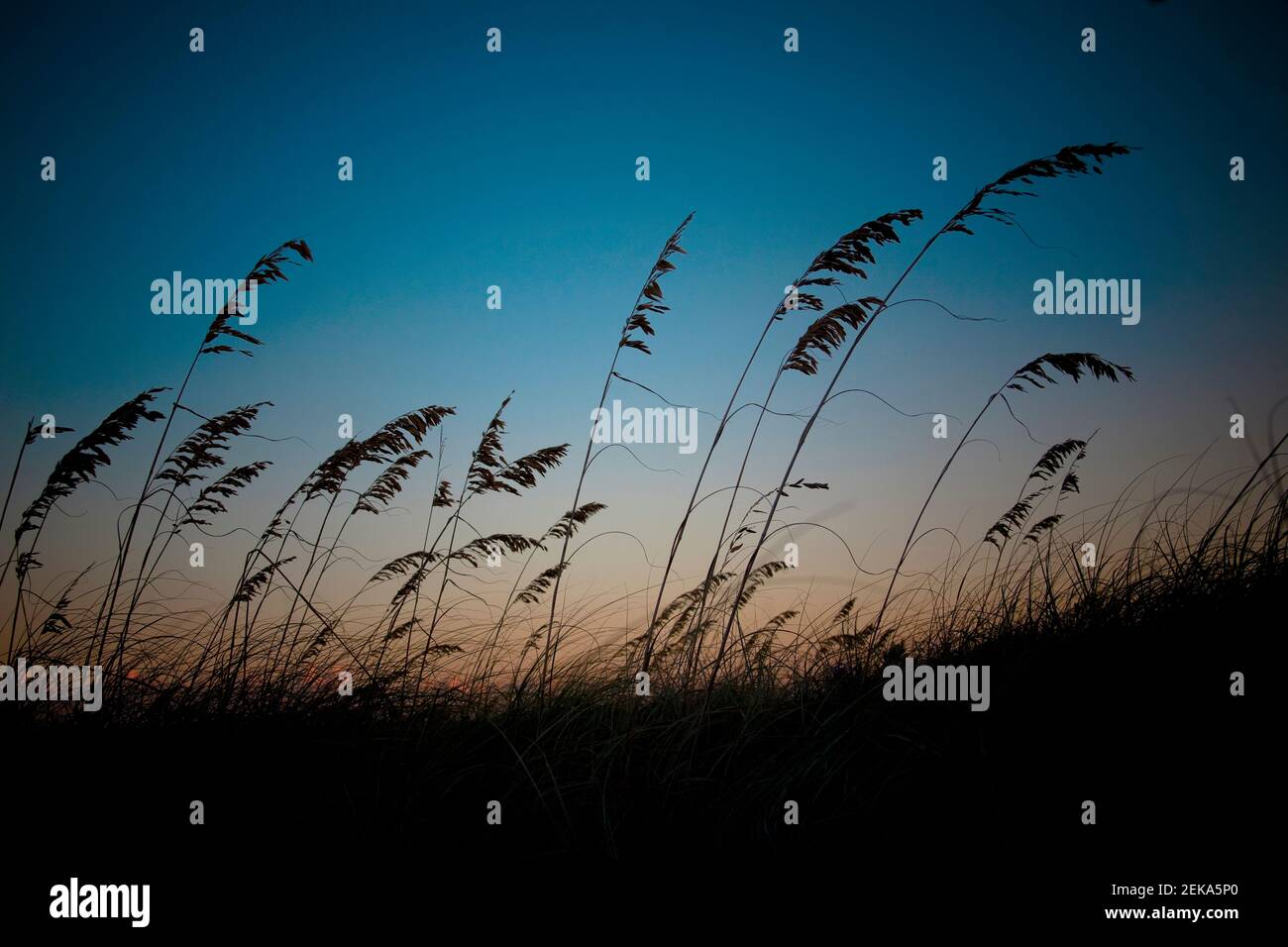 Pampas grass beach beach hi-res stock photography and images - Alamy
