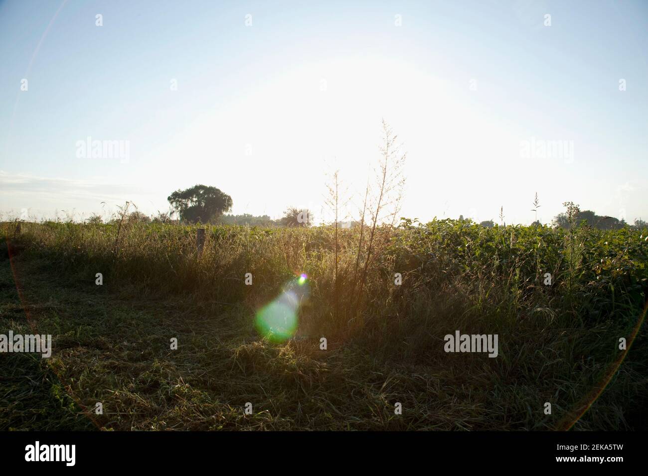 Argentina pampas crop hi-res stock photography and images - Alamy