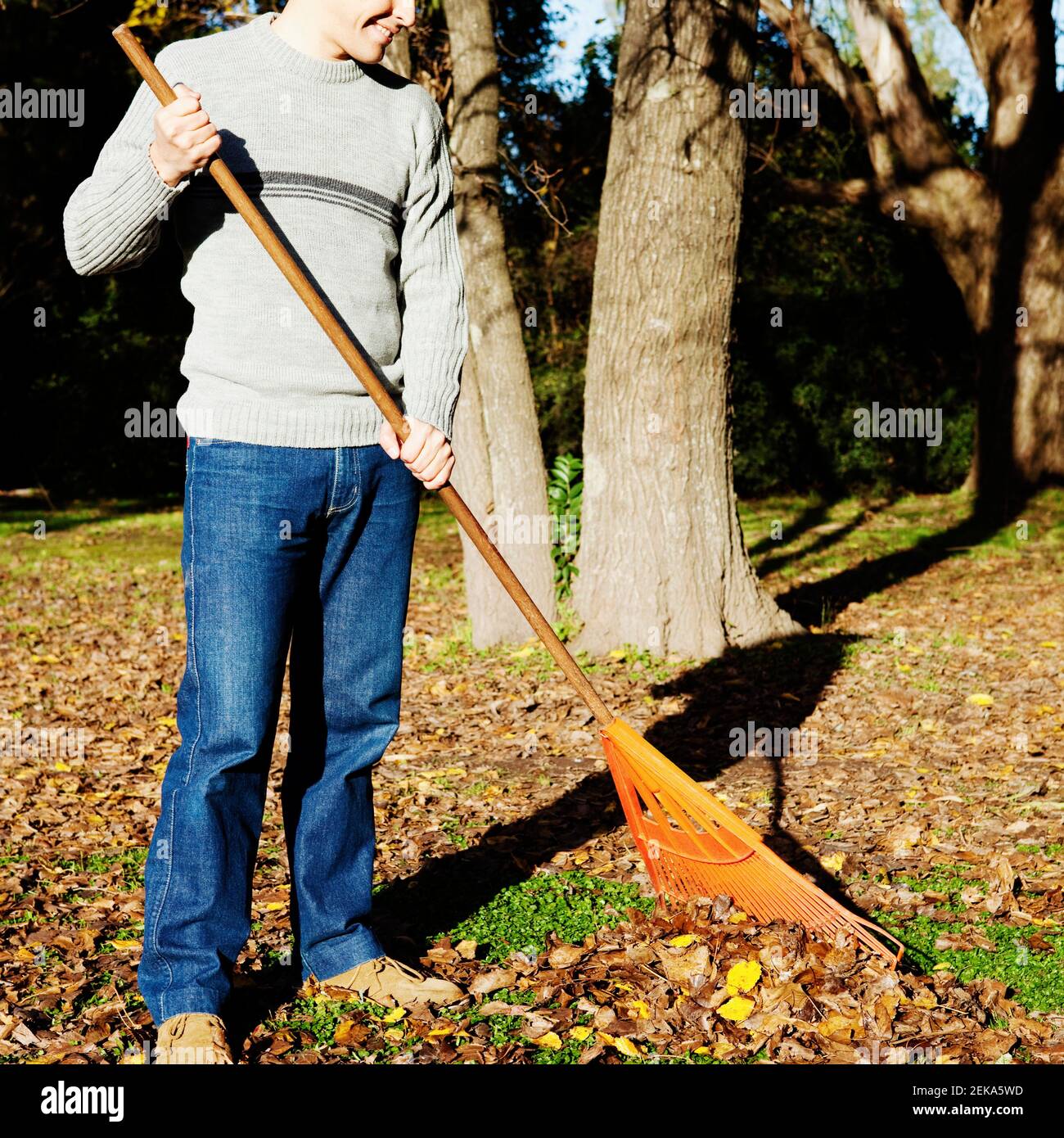 Man raking leaves Stock Photo - Alamy