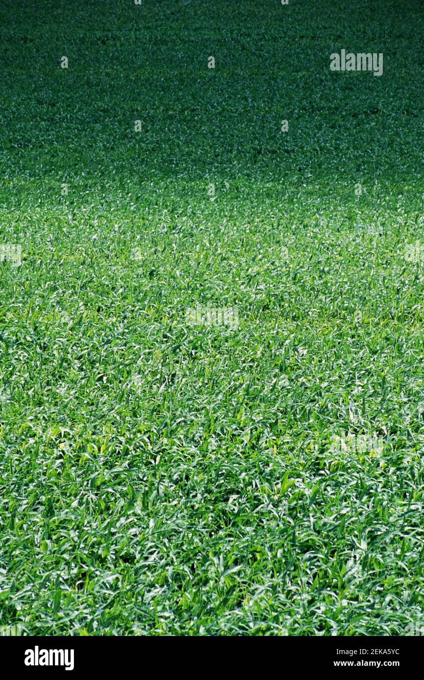 Crop in a field Stock Photo - Alamy