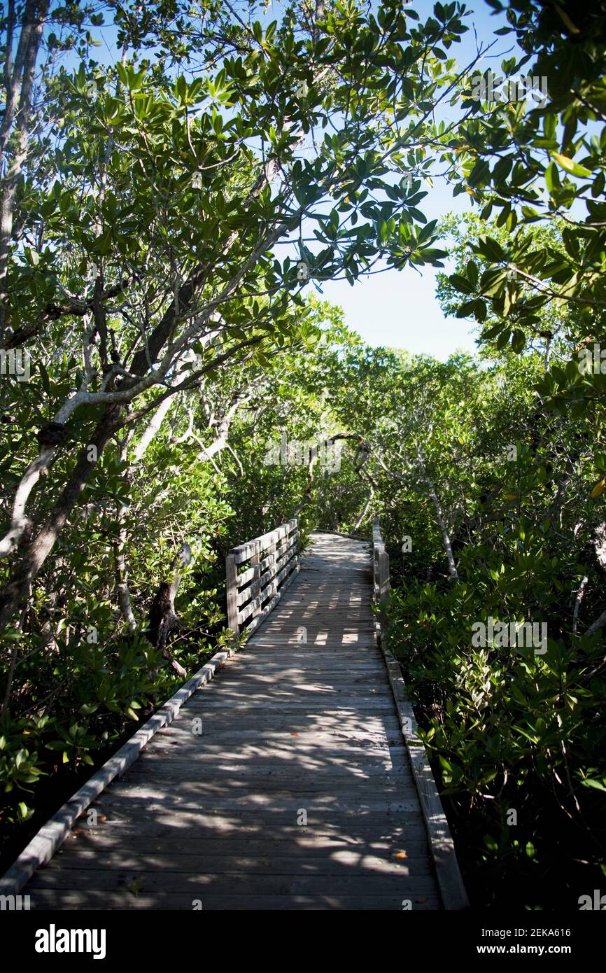Mangrove trees along a boardwalk, Mangrove Trail, John Pennekamp Coral ...