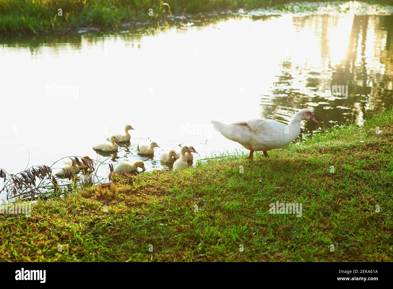 Ducklings in a pond hi-res stock photography and images - Alamy