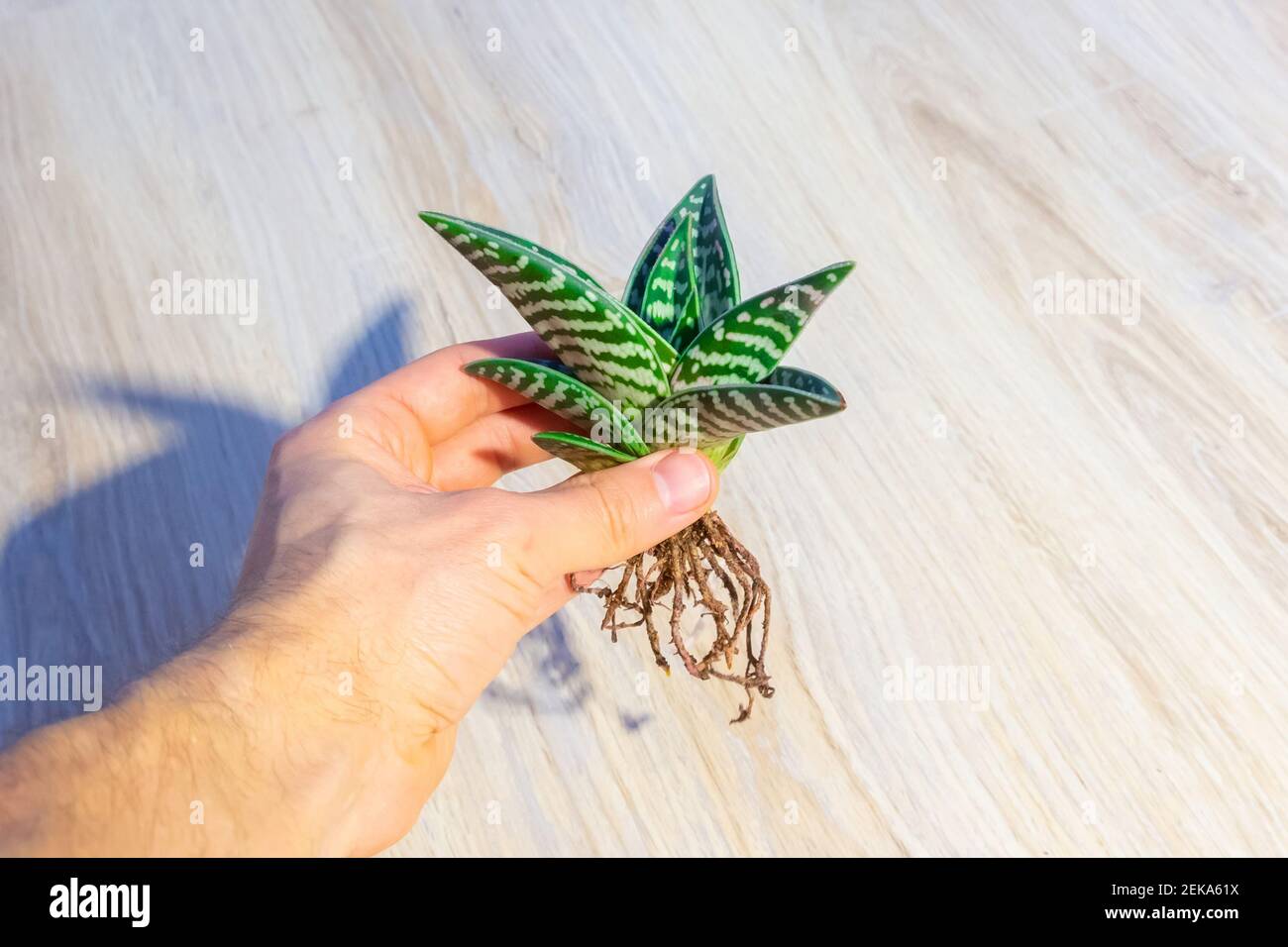Variegated striped aloe in hand, plant transplant. Spring concept, home ...