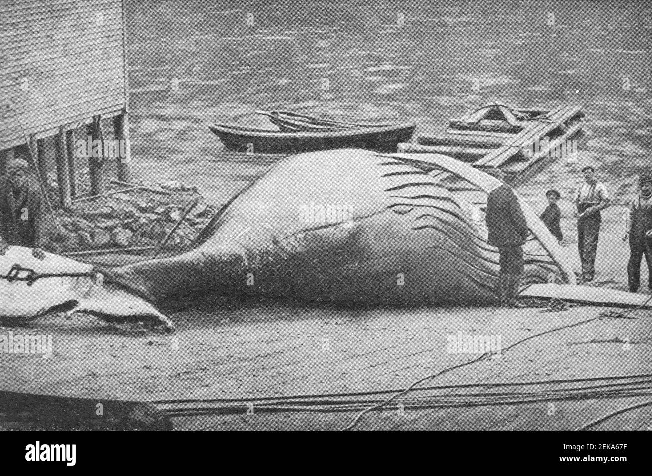 Early 20th century photo of men cutting up a dead humpback whale ...