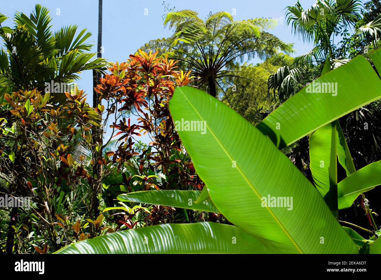 Trees in a botanical garden, Hawaii Tropical Botanical Garden, Hilo ...