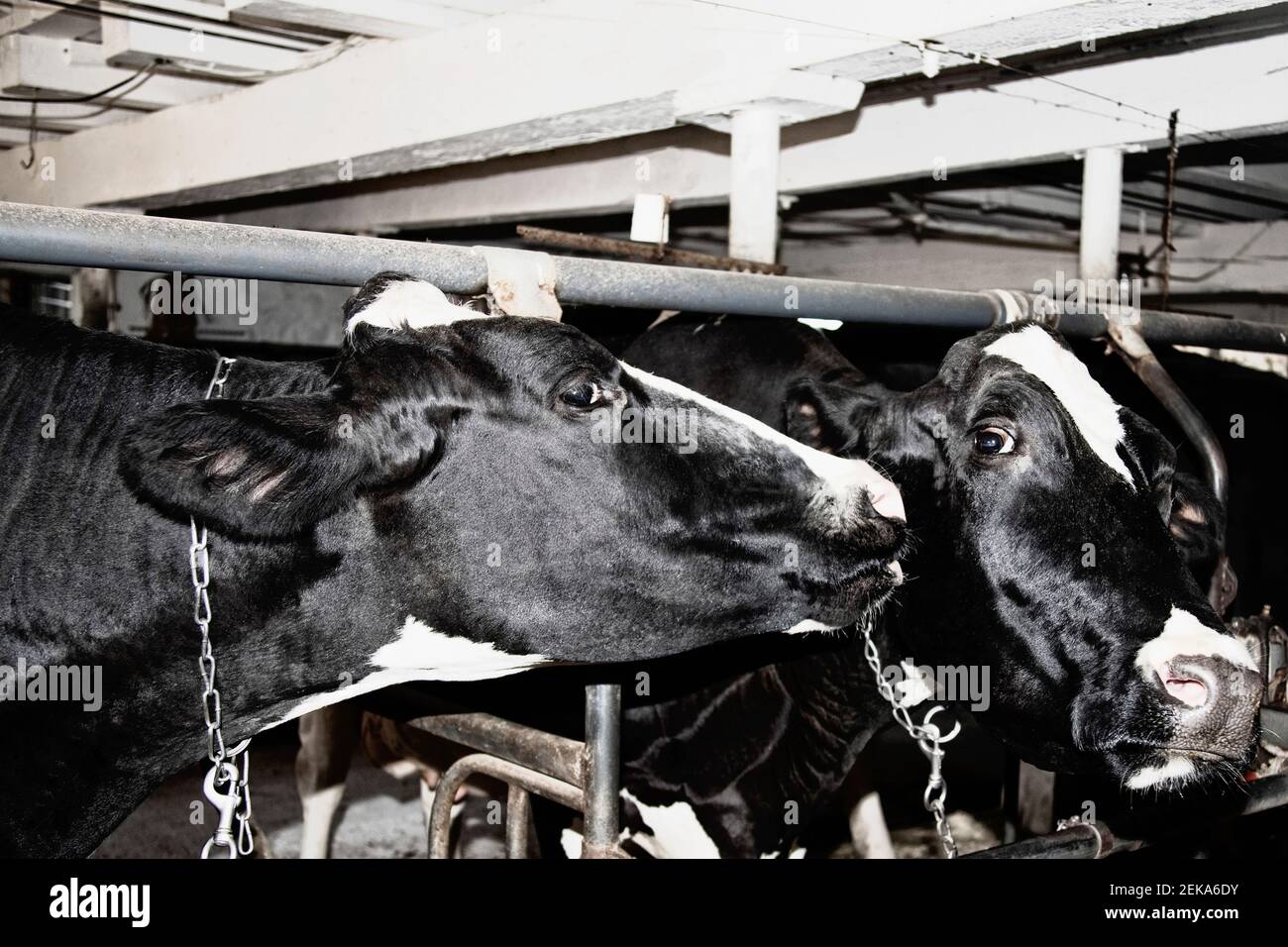 Cow licking another cow in a stable Stock Photo - Alamy