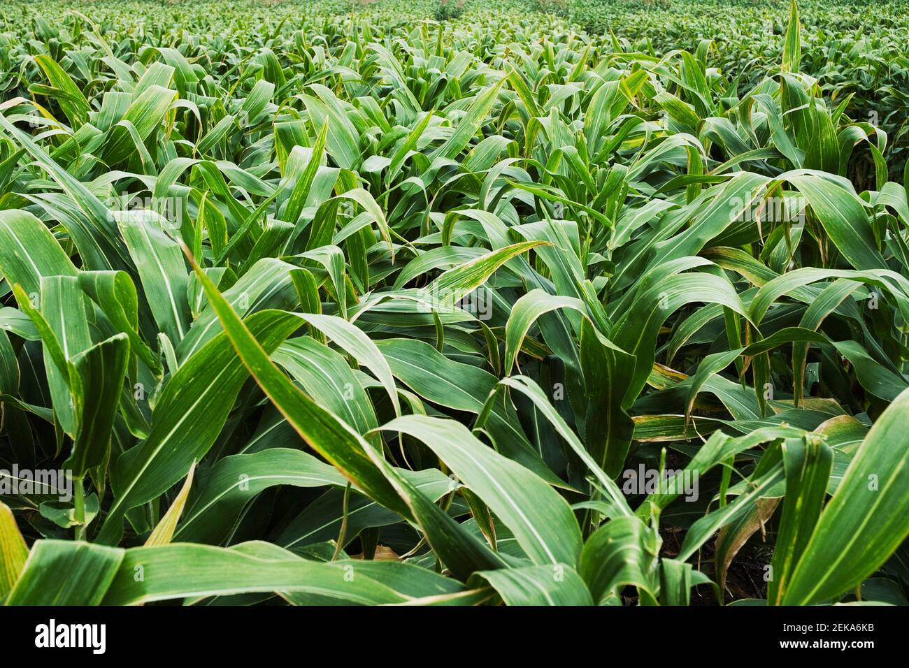 Maize crop colombia hi-res stock photography and images - Alamy