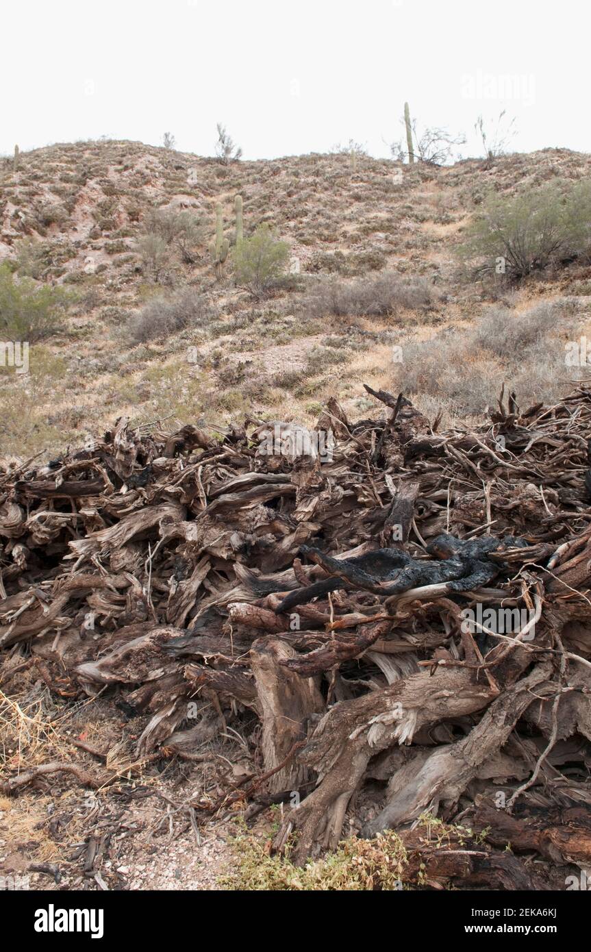 Clearing of native vegetation for agriculture, Cordillera de los Andes ...