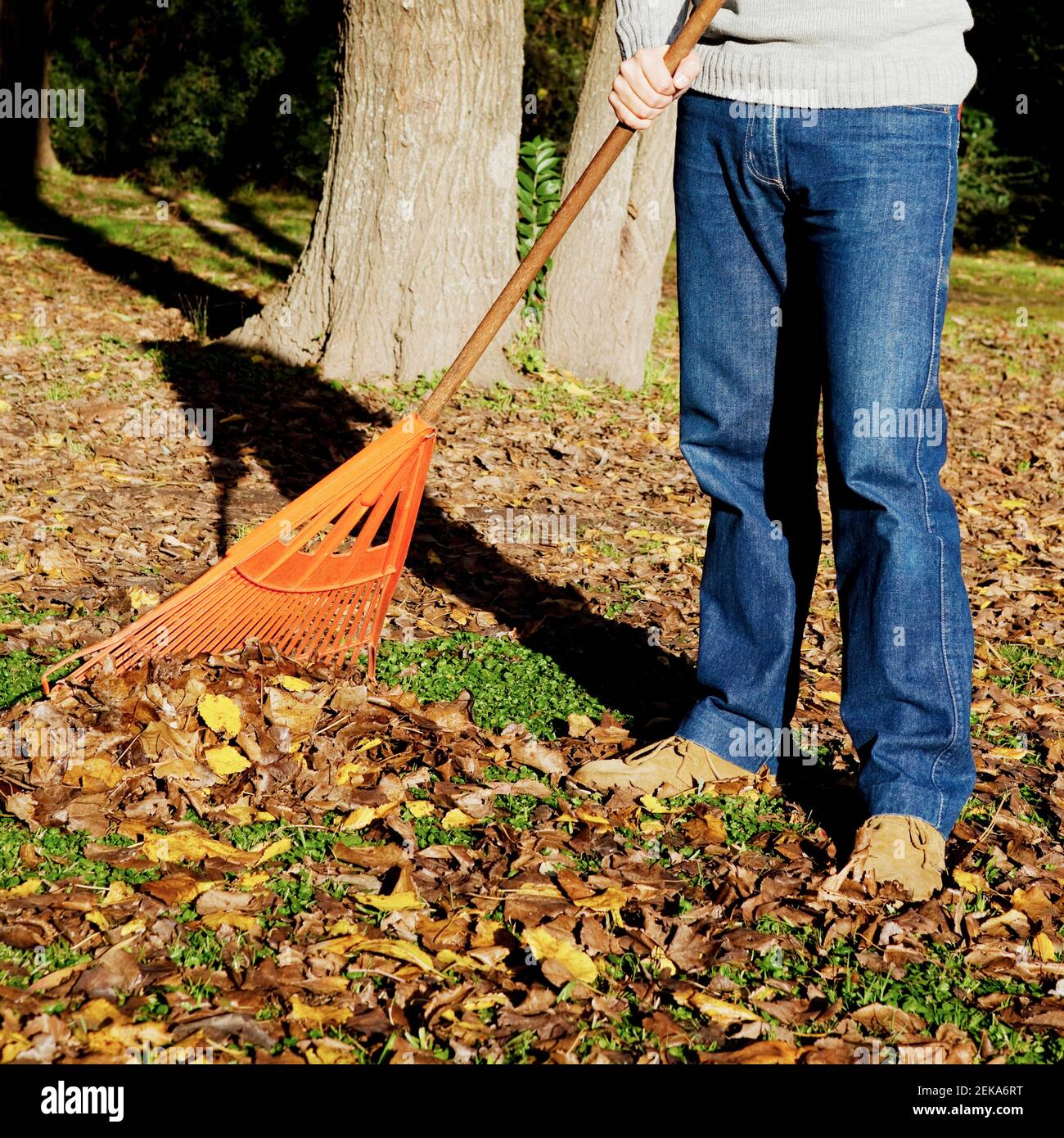 Man raking leaves Stock Photo - Alamy