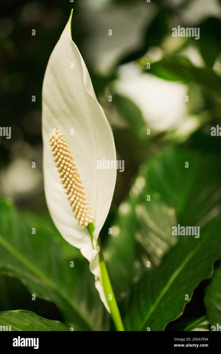 Close up of a white flamingo lily flower Stock Photo - Alamy