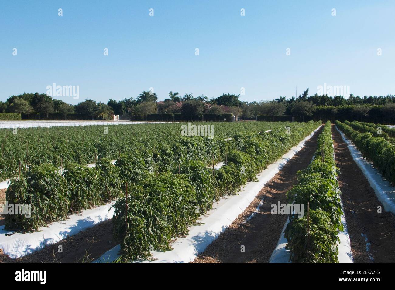Homestead miami dade county florida united states hi-res stock ...