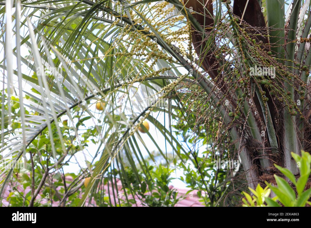 Butia hi-res stock photography and images - Alamy