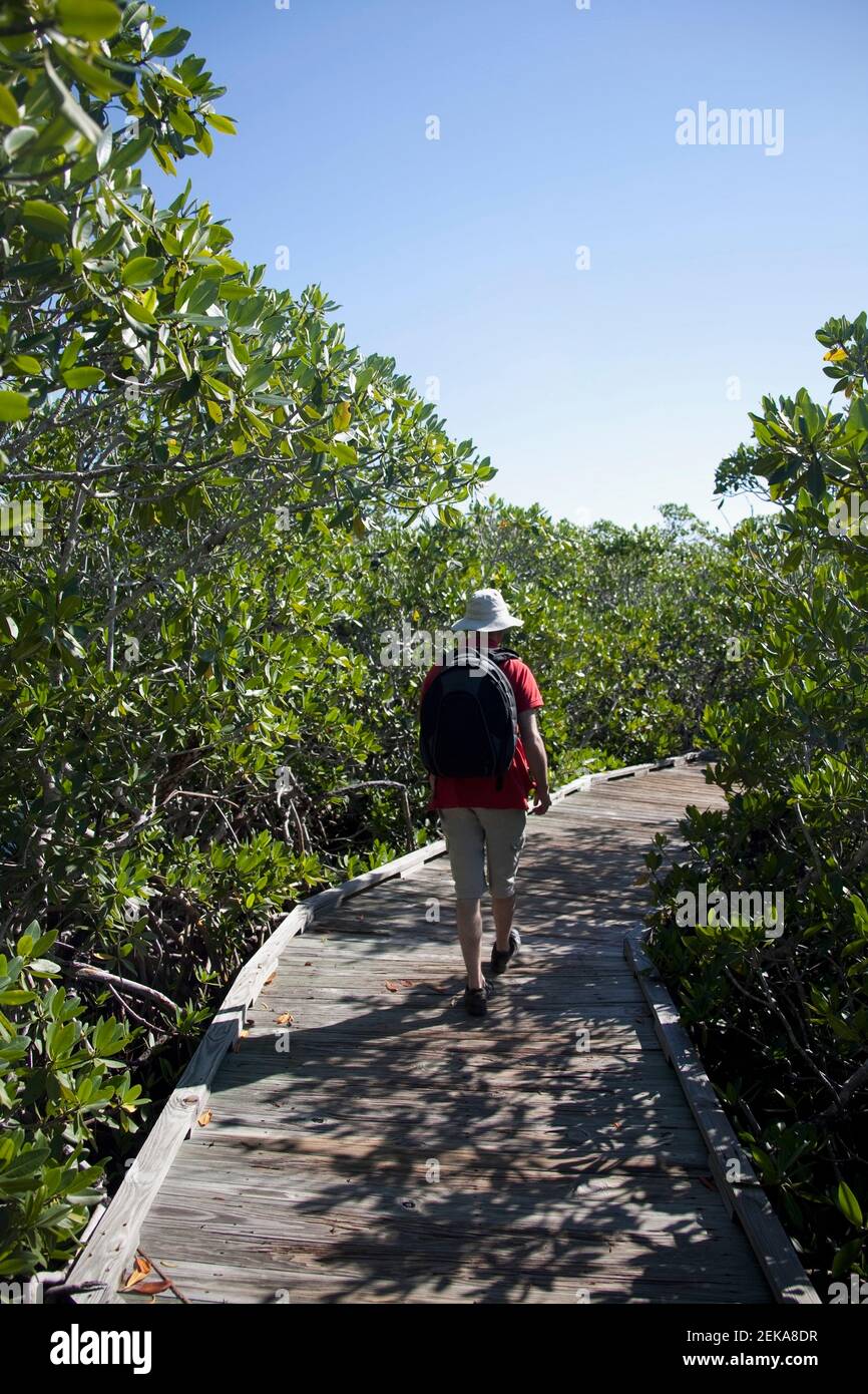Hiker walking on a boardwalk, Mangrove Trail, John Pennekamp Coral Reef ...