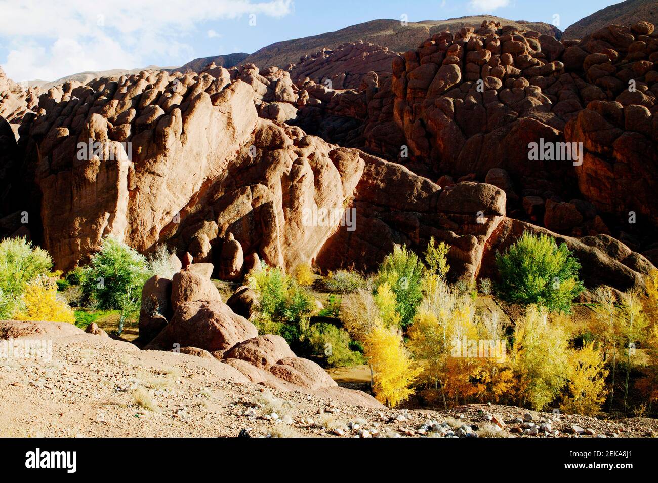 Bushes in a desert, Morocco Stock Photo - Alamy